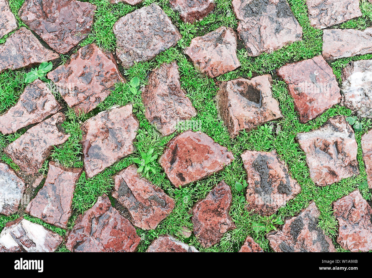 Background of old red cobblestone pavement wet after the rain with ...