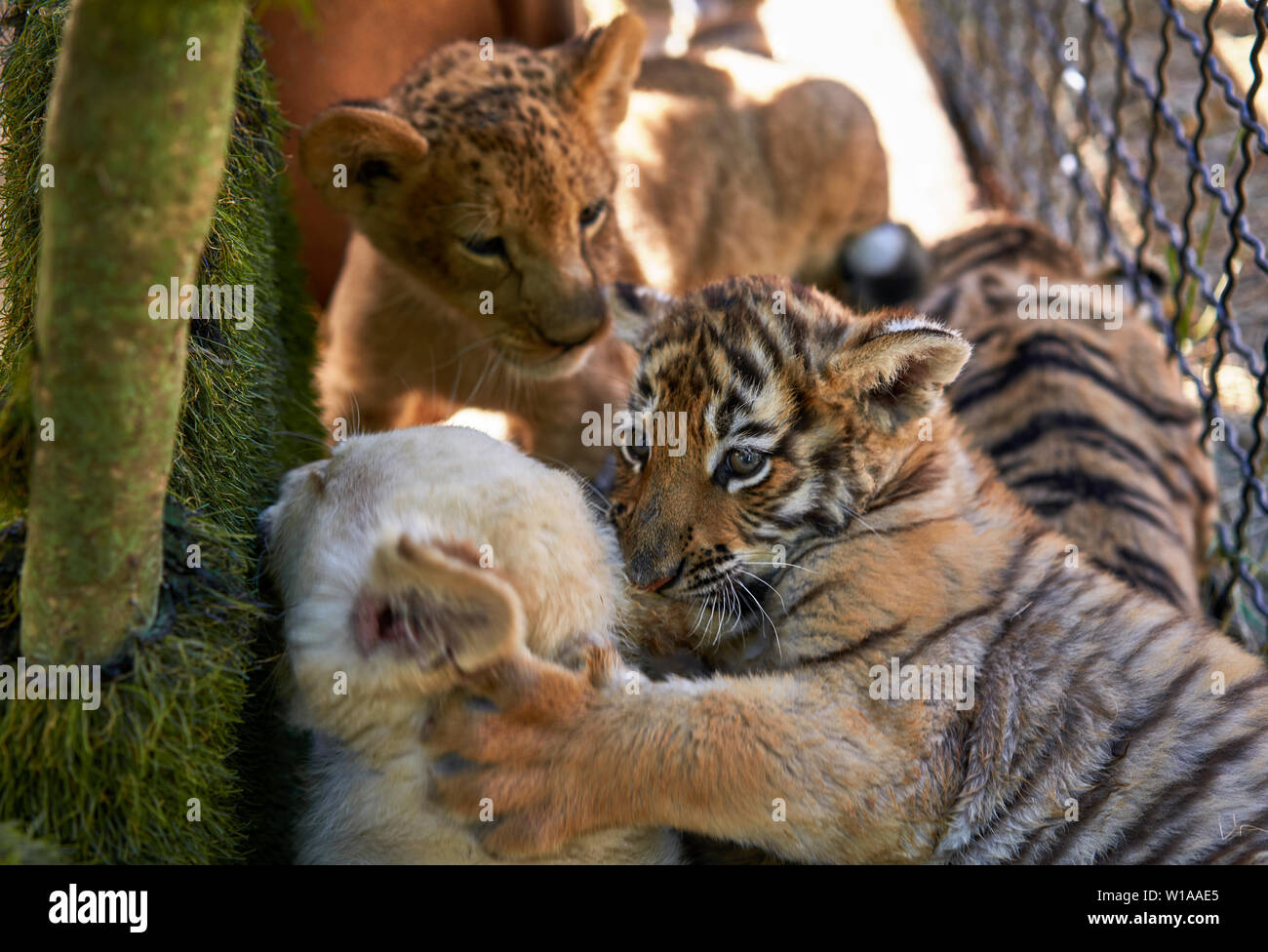 cubs play with each other Stock Photo - Alamy