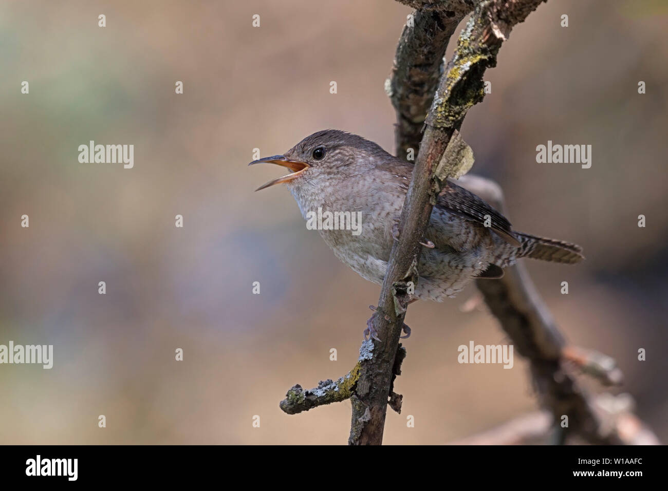 A house wren signs loudly while perched on a peeling branch. Natural ...