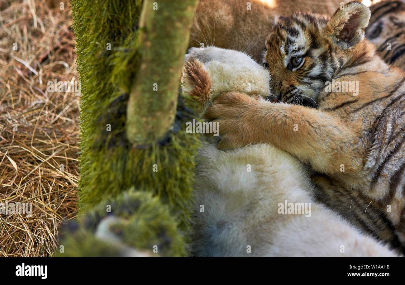 Lion cub jump hi-res stock photography and images - Alamy