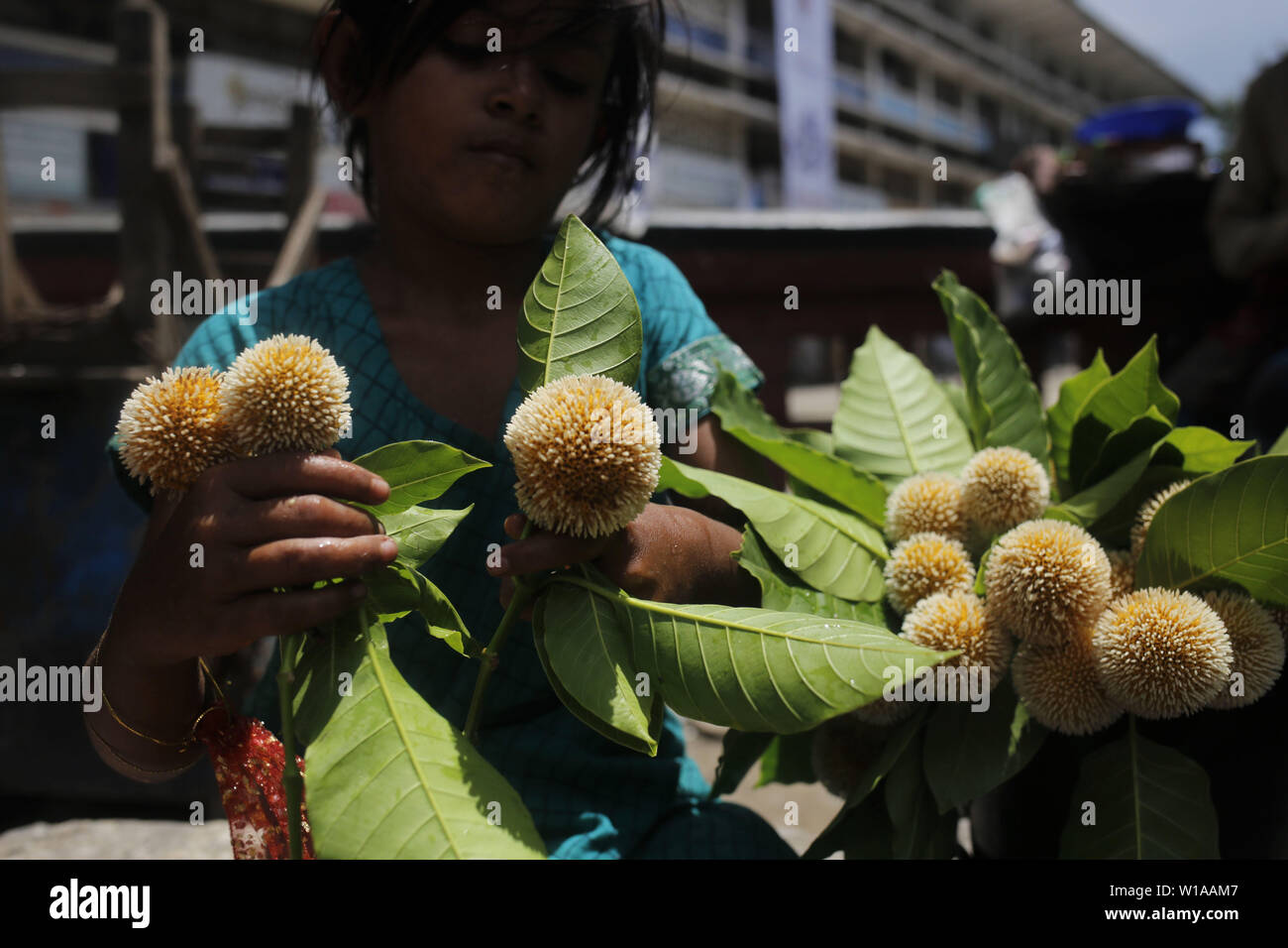 Dhaka, Bangladesh. 1st July, 2019. A girl arranges Kadam flowers (bur ...