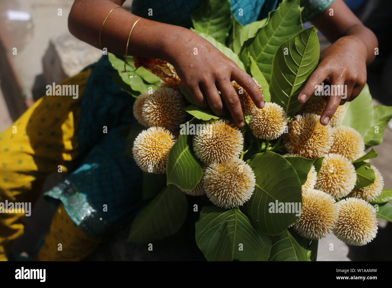 Evergreen bangladesh hi-res stock photography and images - Alamy