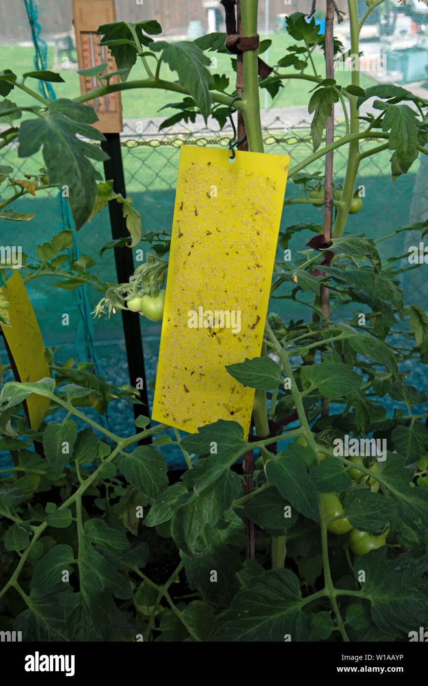 yellow insect trap on greenhouse tomatoes Stock Photo - Alamy