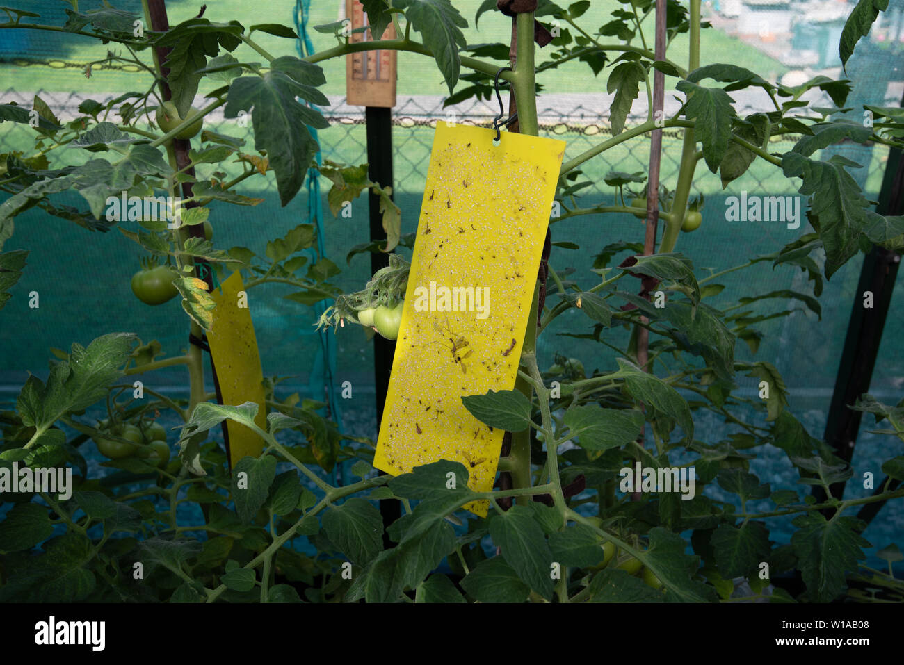 yellow insect trap on greenhouse tomatoes Stock Photo - Alamy