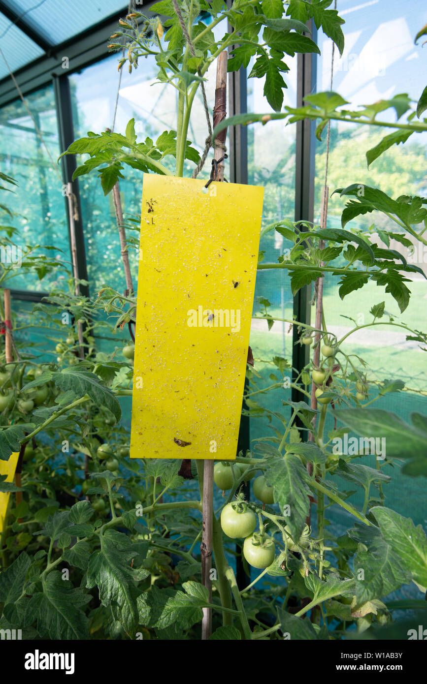 yellow insect trap on greenhouse tomatoes Stock Photo - Alamy