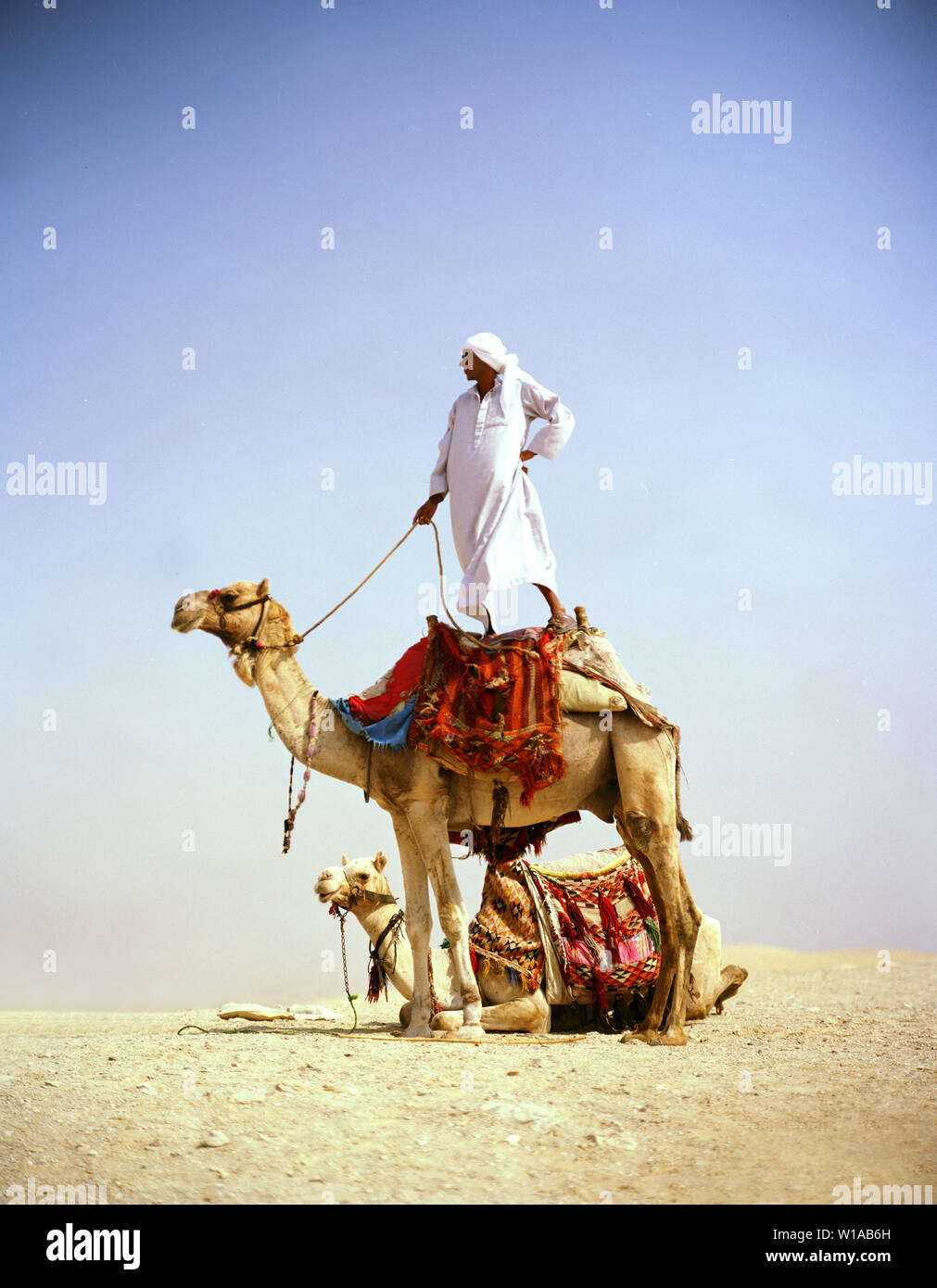 Man standing on his camel's back in the desert Stock Photo - Alamy