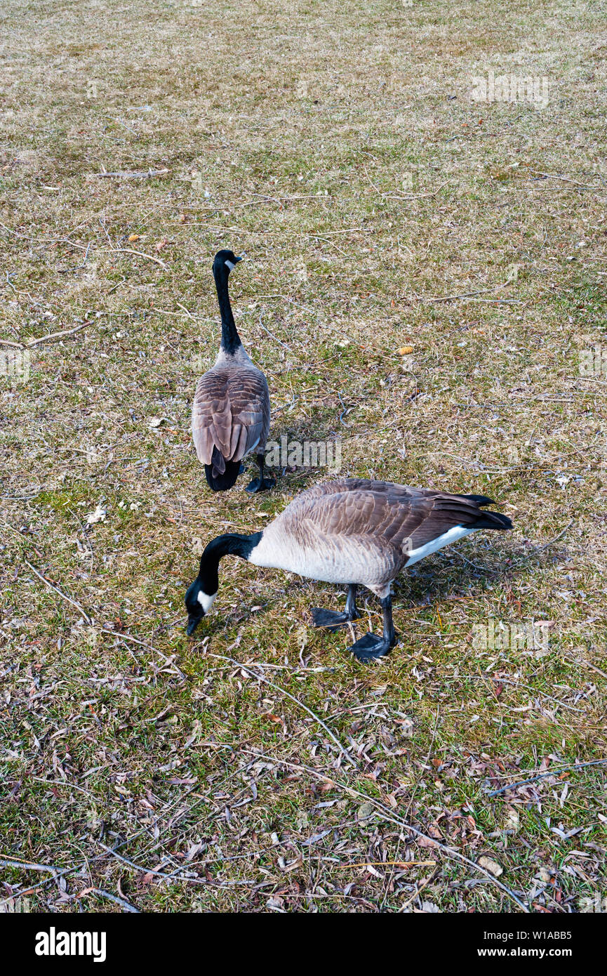 Couple of canadian geese hi-res stock photography and images - Alamy