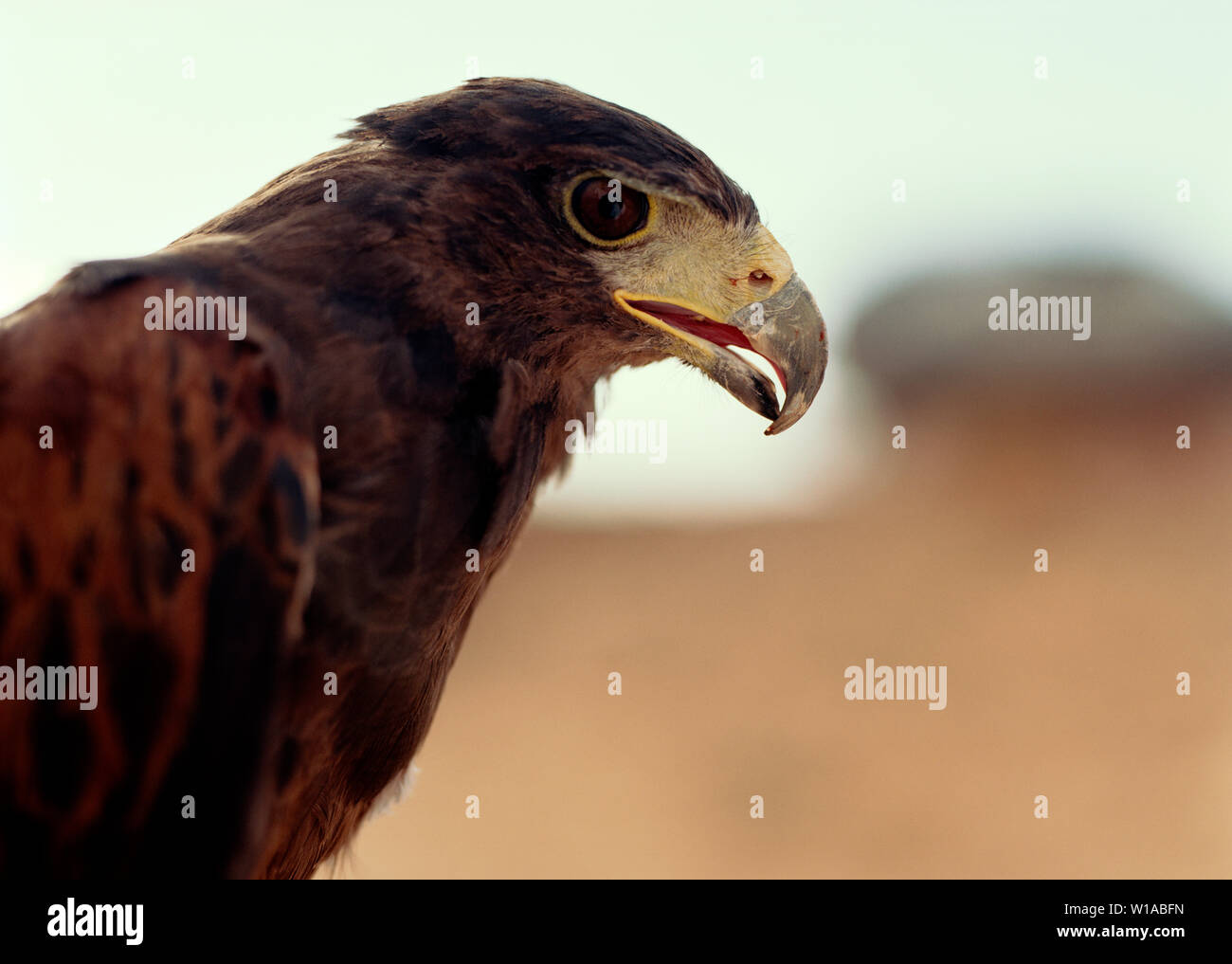 Bird of prey in the wild Stock Photo - Alamy