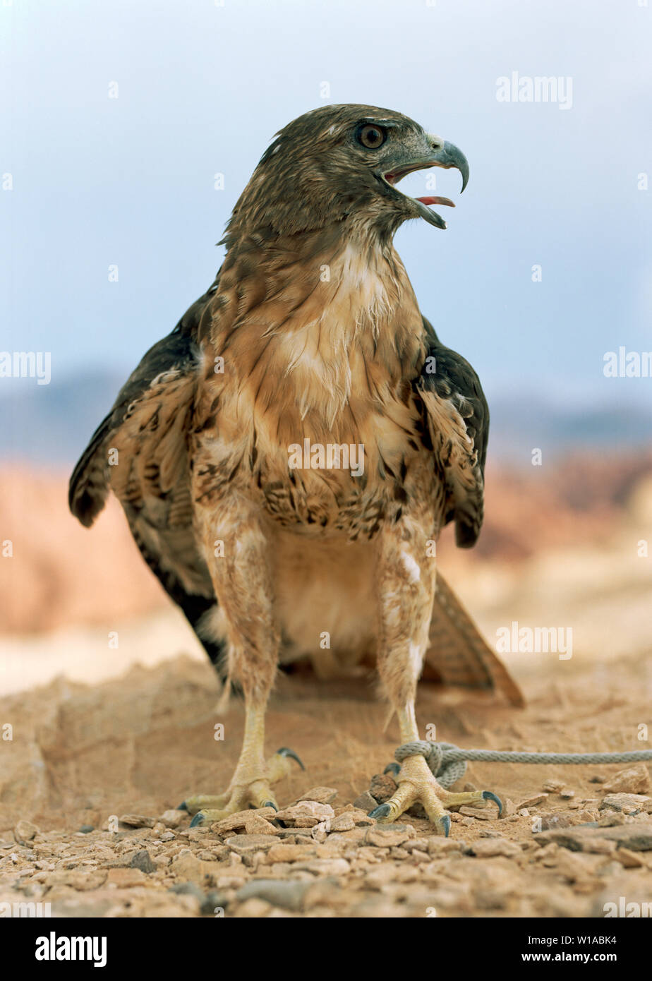 Strong leg bird hi-res stock photography and images - Alamy