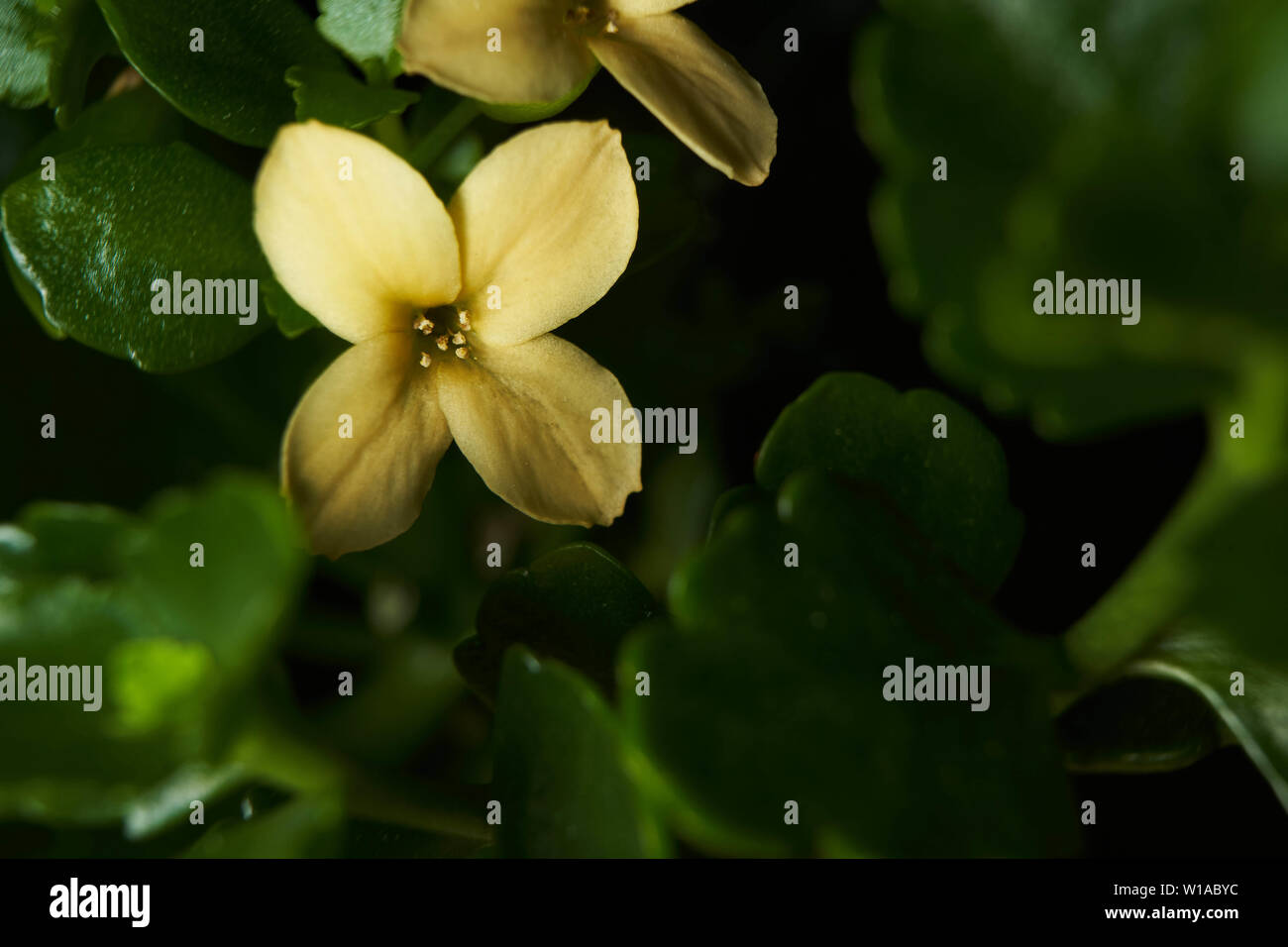 Waxy yellow hi-res stock photography and images - Alamy