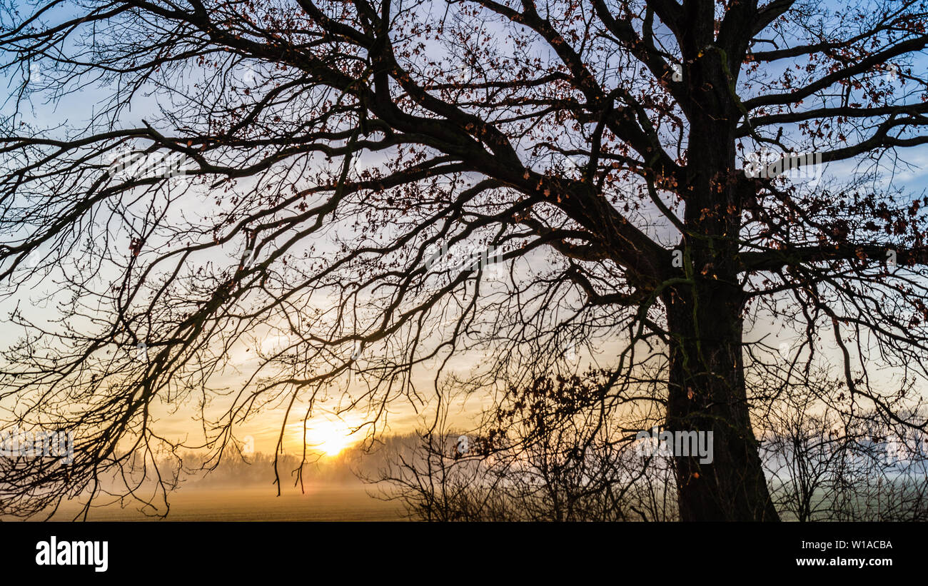 Tree on meadow sunset hi-res stock photography and images - Alamy