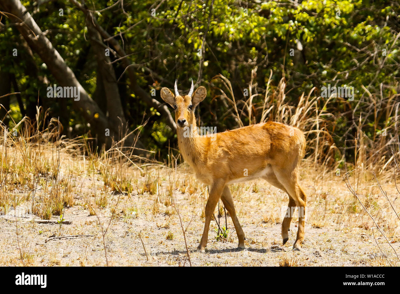 Female puku hi-res stock photography and images - Alamy