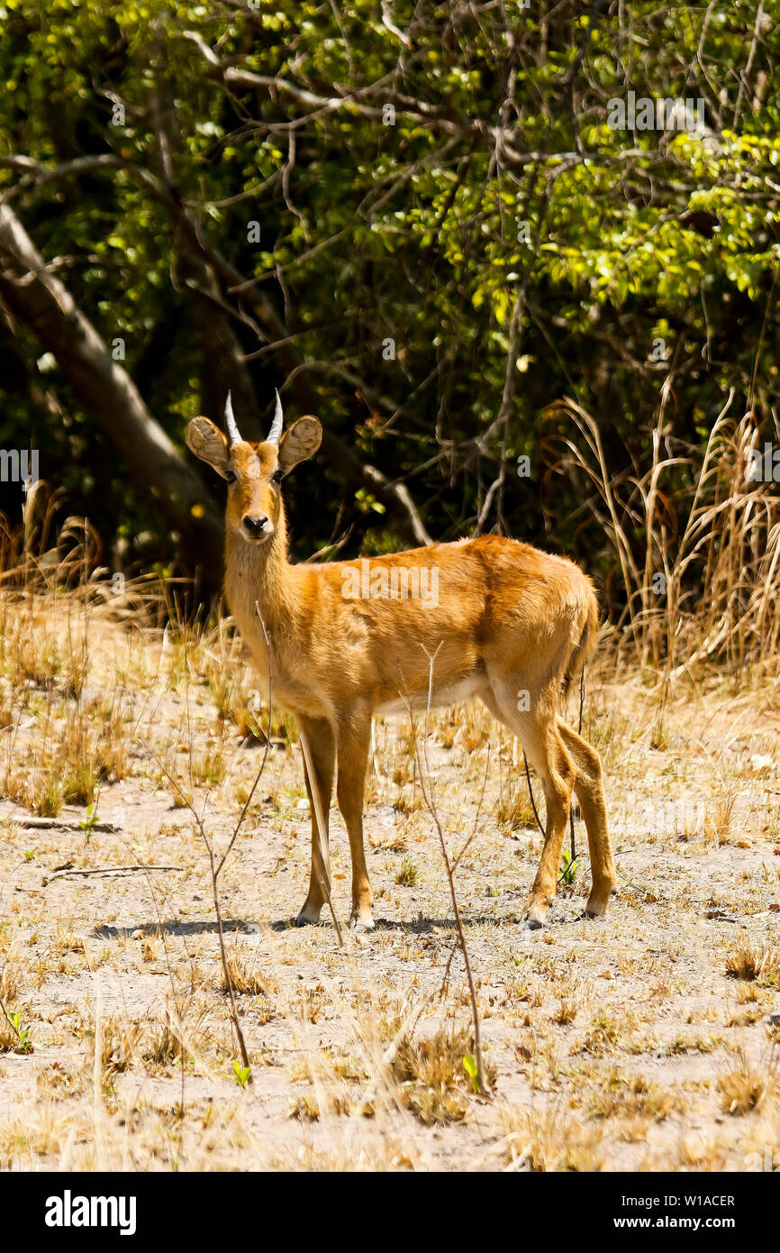 Female puku hi-res stock photography and images - Alamy
