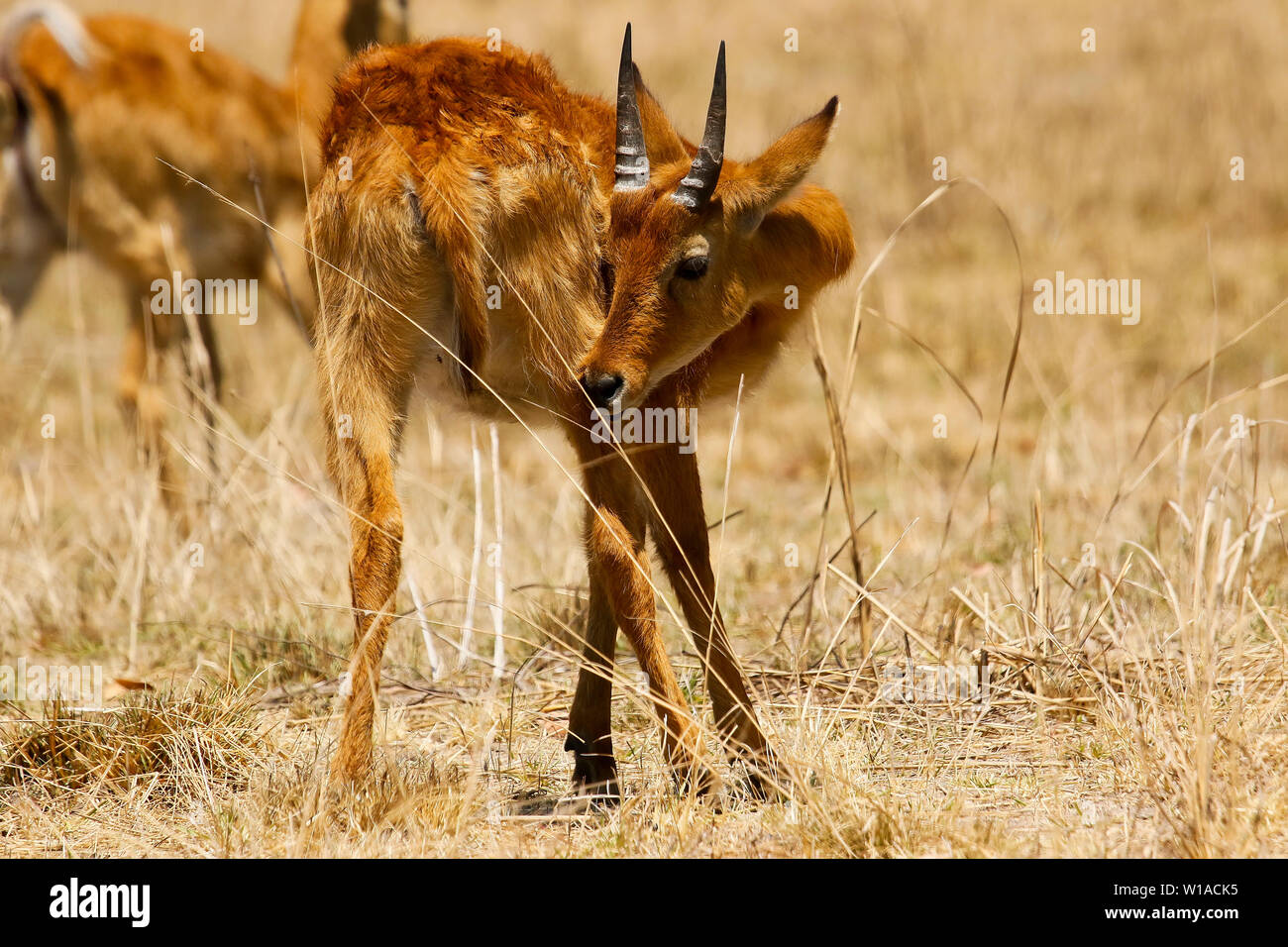 Female puku High Resolution Stock Photography and Images - Alamy