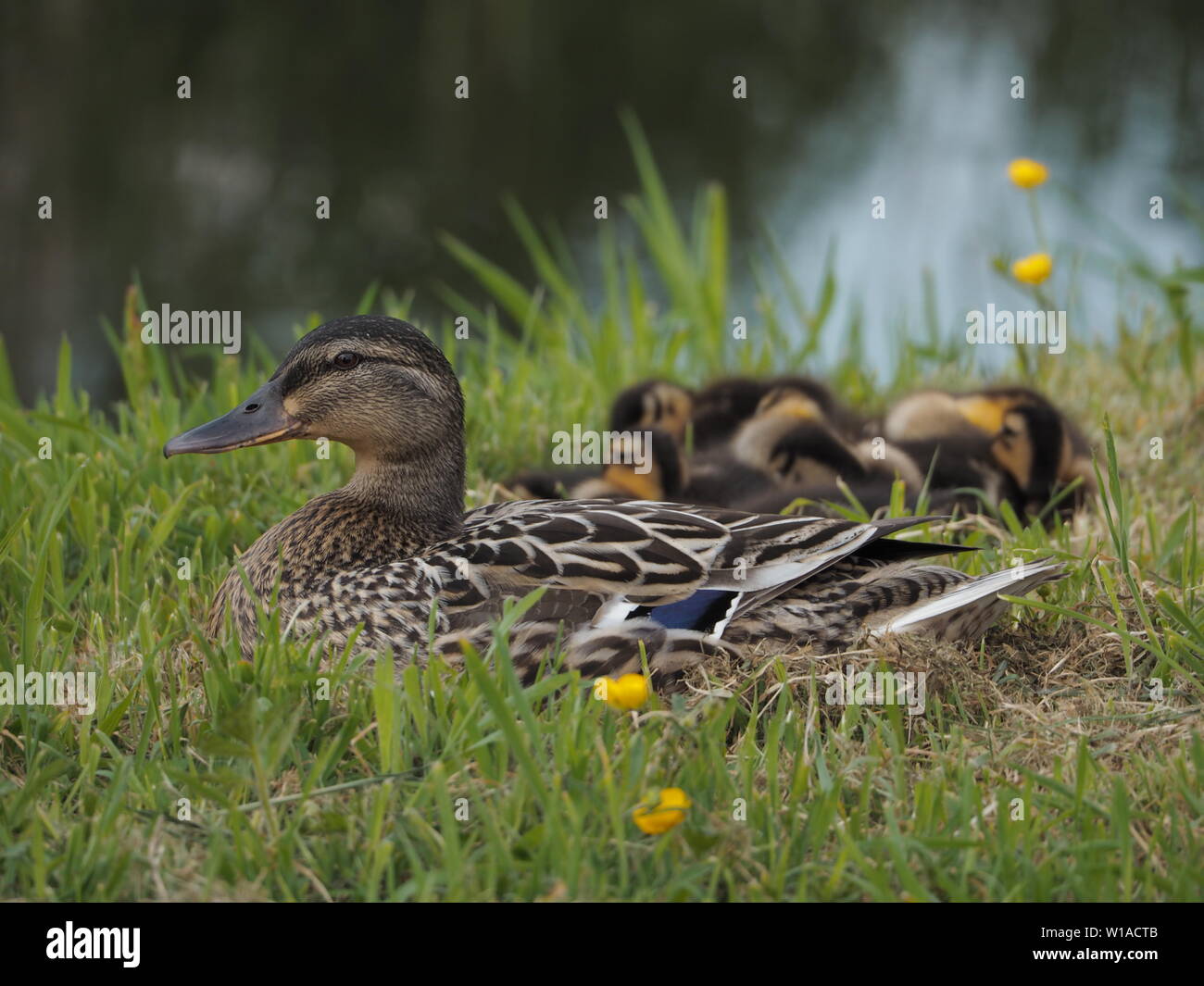A mother duck with her new born chicks Stock Photo - Alamy