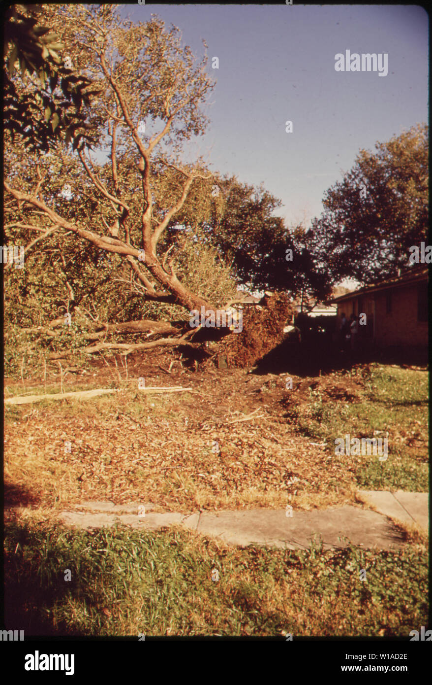 A 100-YEAR OLD OAK TREE IS UPROOTED TO MAKE WAY FOR THE DRIVEWAY OF A ...