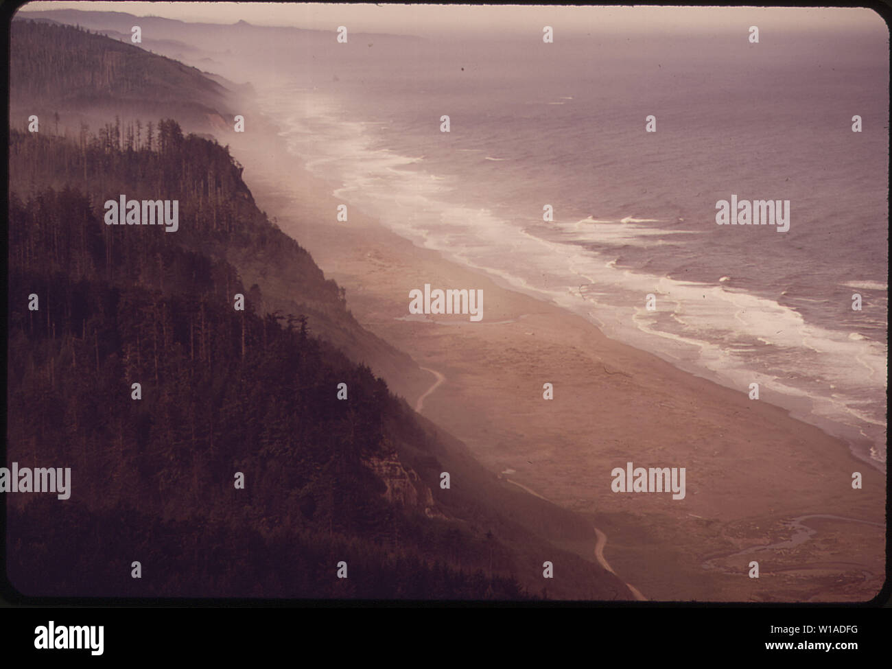 A FOREST GROWS BY THE OCEAN Stock Photo - Alamy