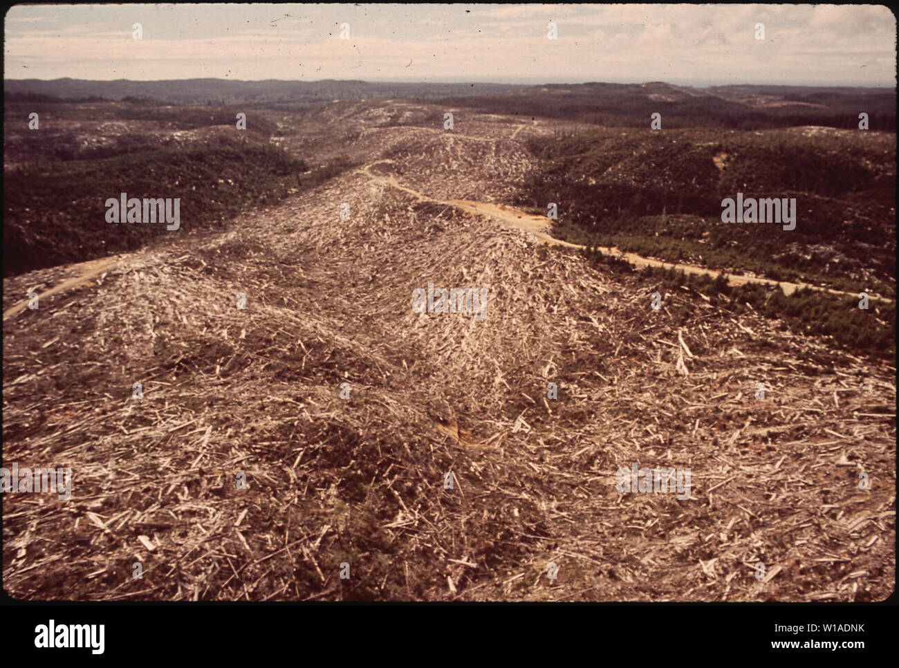 A LARGE AREA OF SLASH REMAINS FOLLOWING LOGGING OPERATIONS BY THE U.S ...