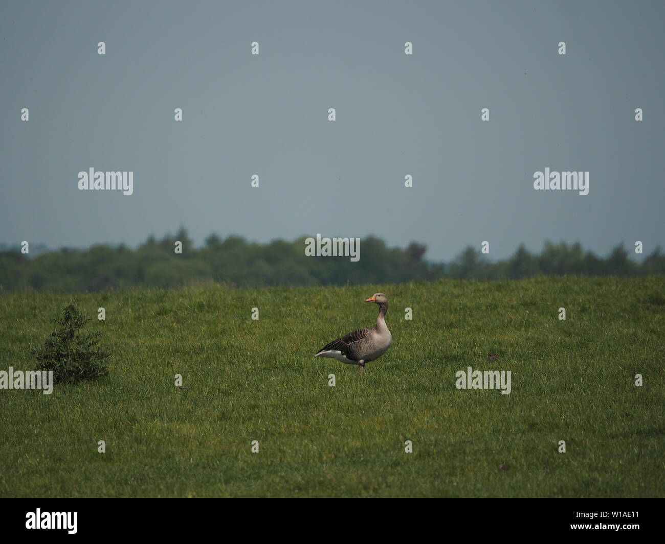 Country goose hi-res stock photography and images - Alamy
