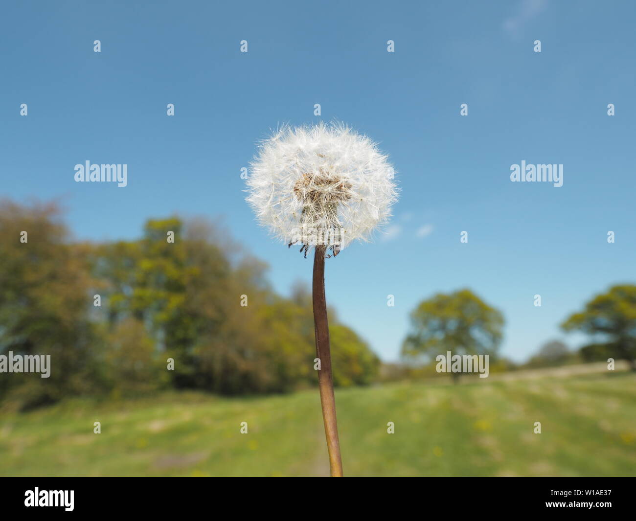 Dandelion stem hi-res stock photography and images - Alamy