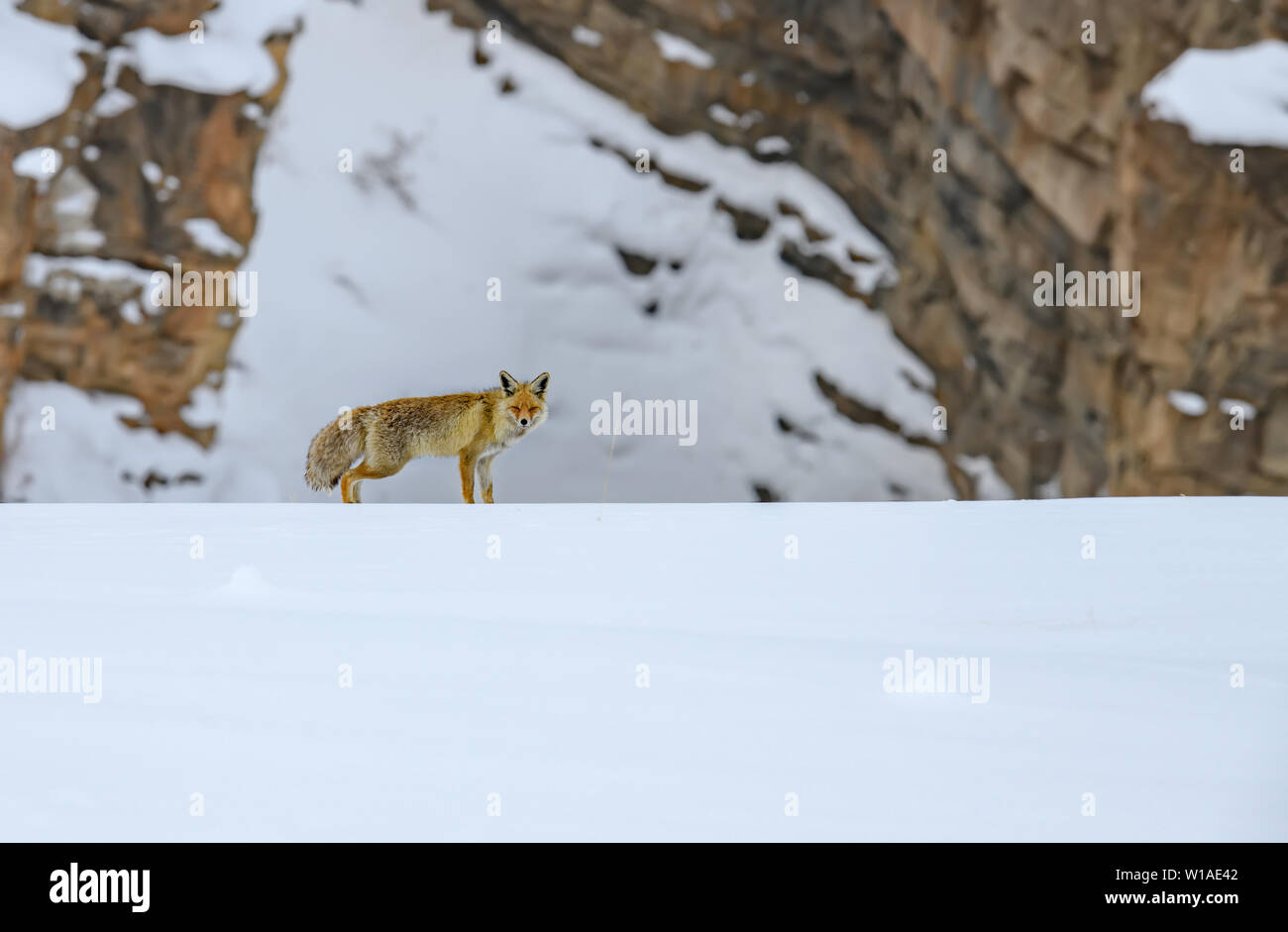 The red fox (Vulpes vulpes) looking back at the Himalayan Mountains of ...