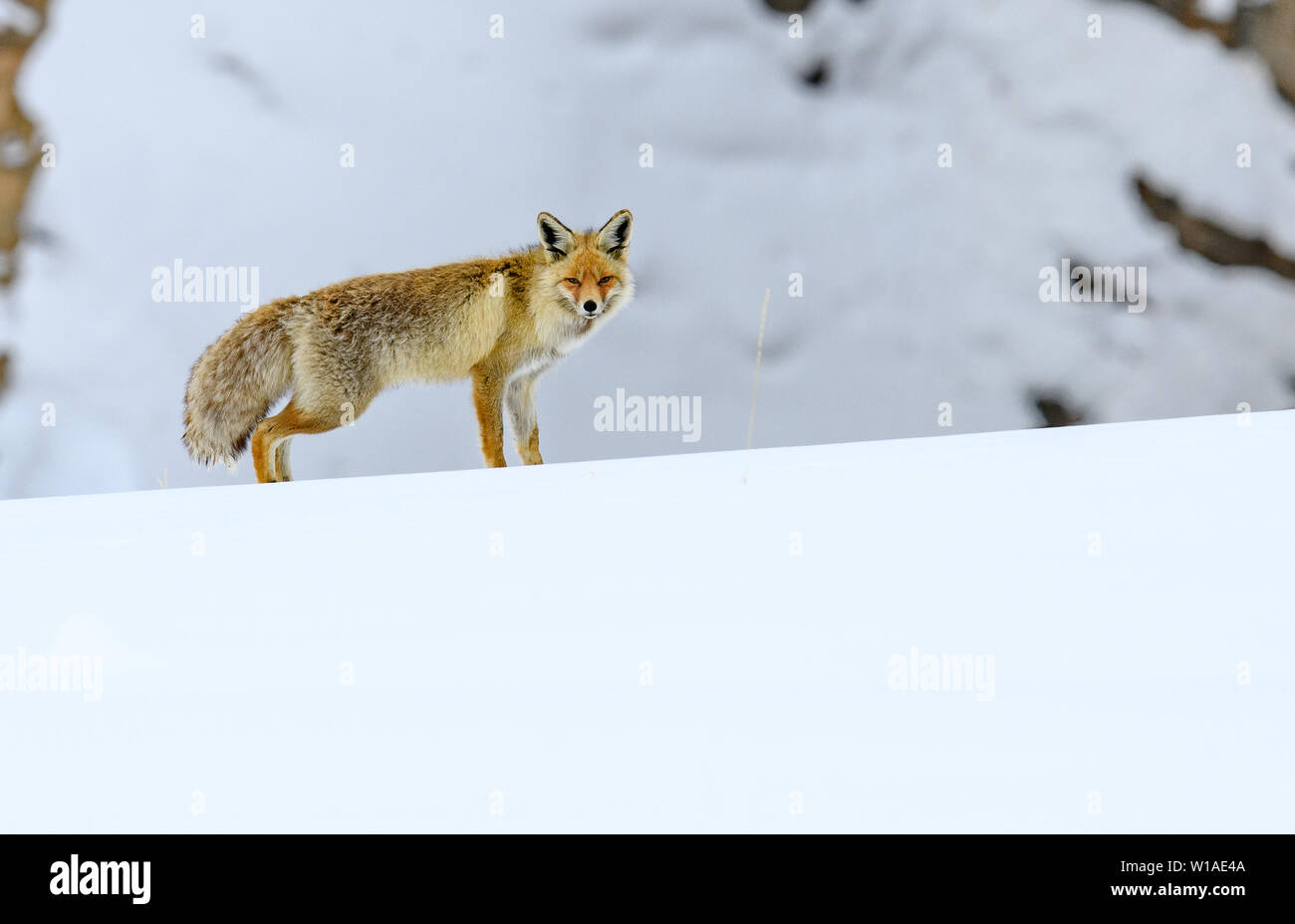 The red fox (Vulpes vulpes) looking back at the Himalayan Mountains of ...