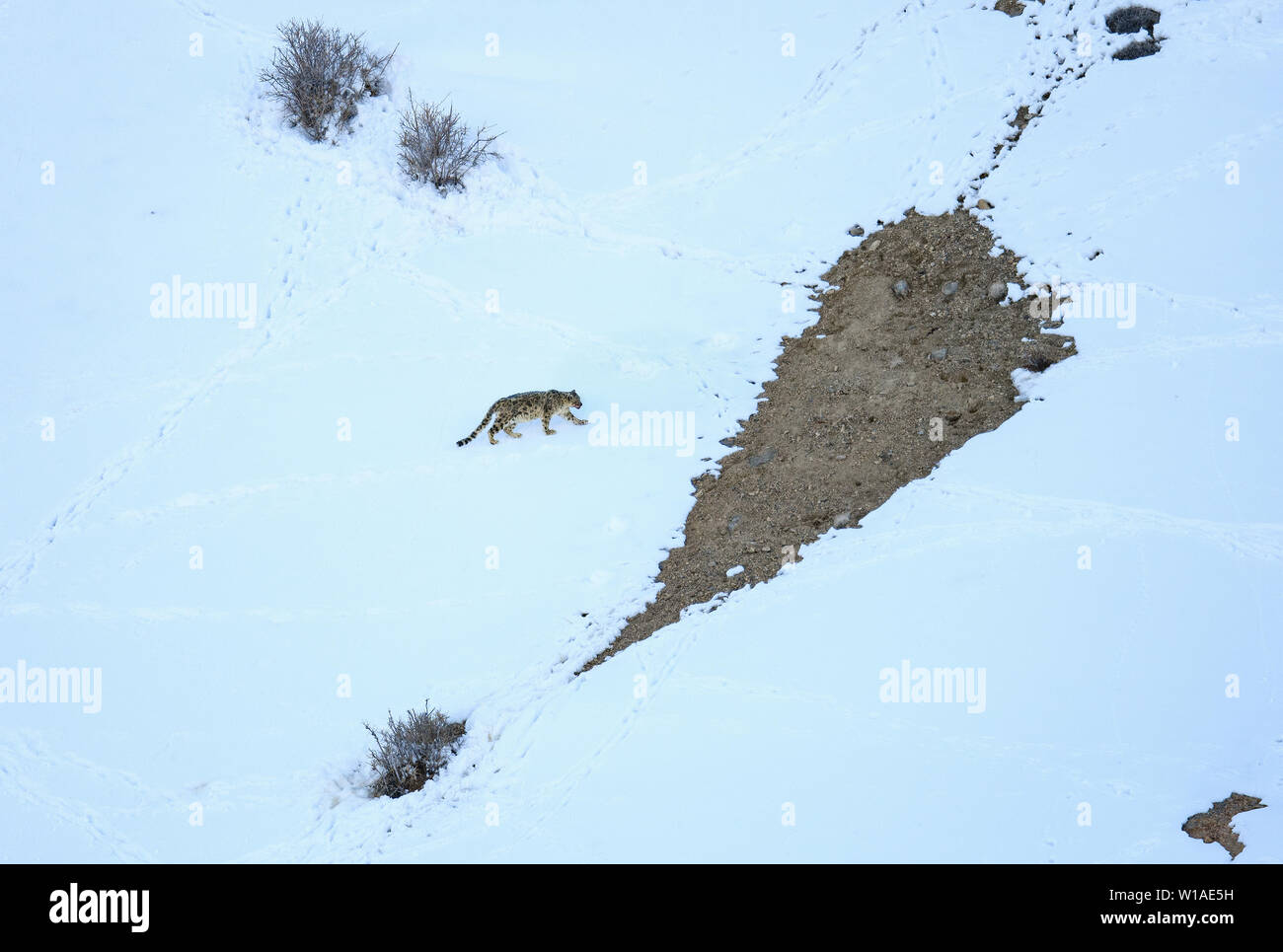 Gray ghost of Himalayas (Snow Leopard), killing and eating an Ibex ...