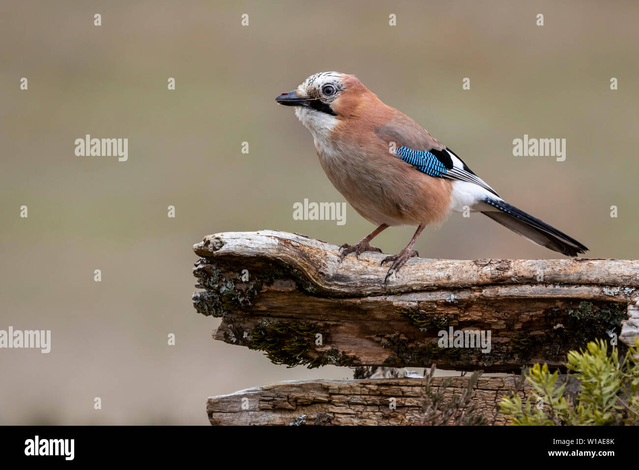 Garrulus wildlife hi-res stock photography and images - Alamy
