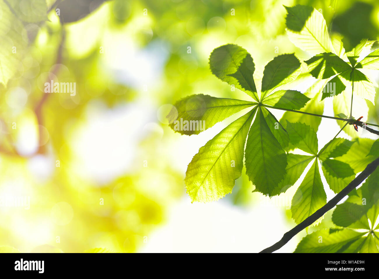Chestnut twig fresh horse hi-res stock photography and images - Alamy
