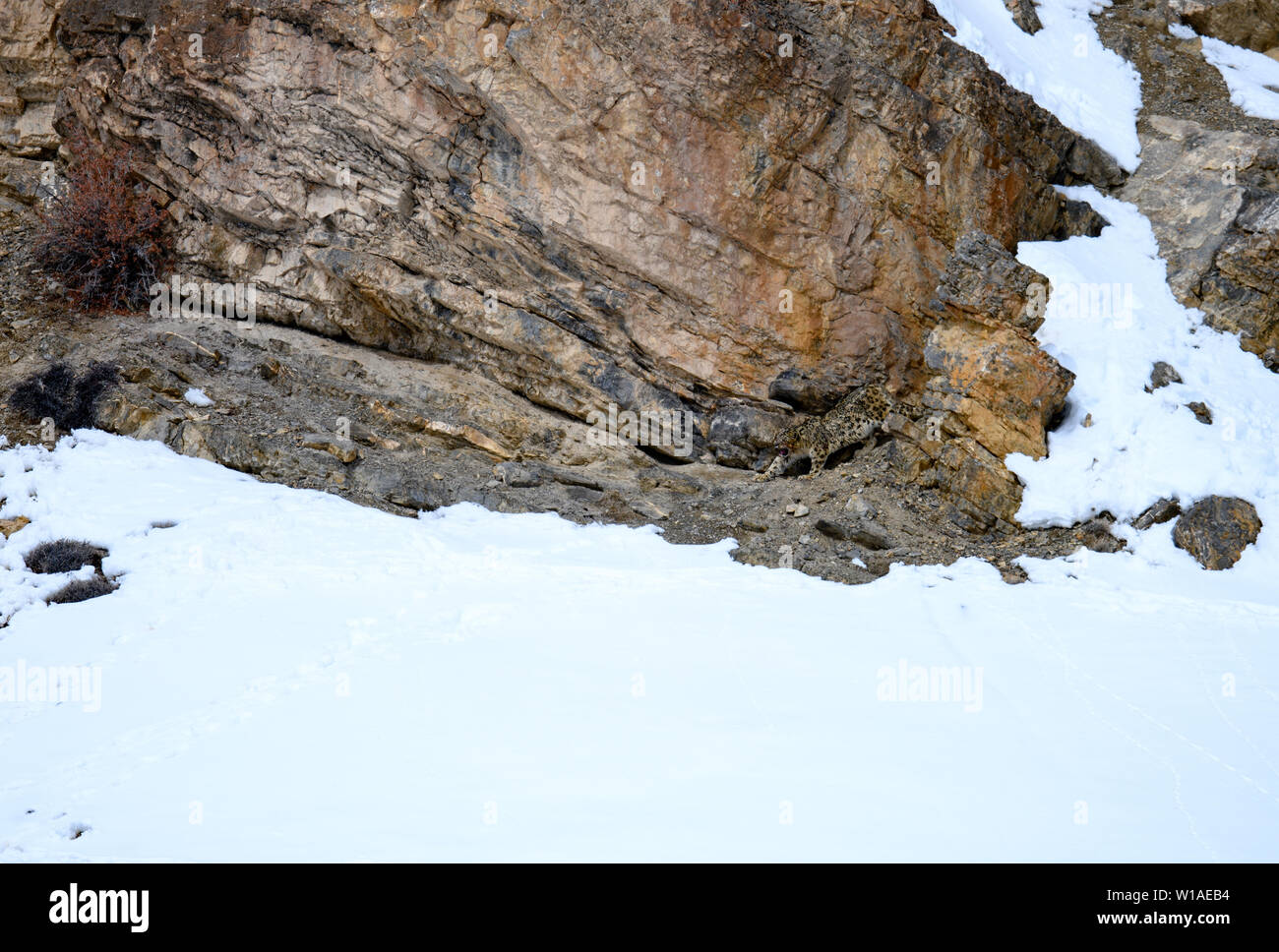 Gray ghost of Himalayas (Snow Leopard), killing and eating an Ibex ...
