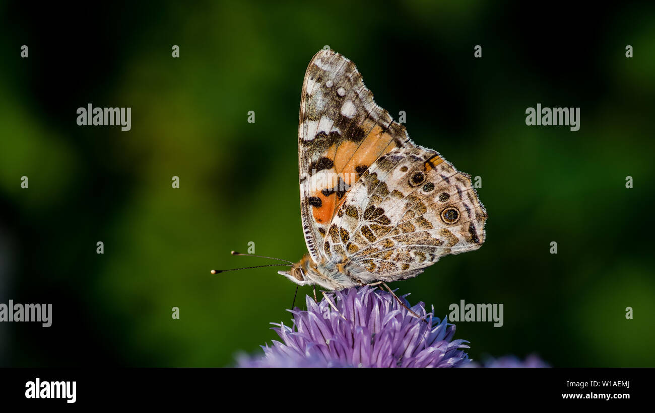 Uppland wing hi-res stock photography and images - Alamy