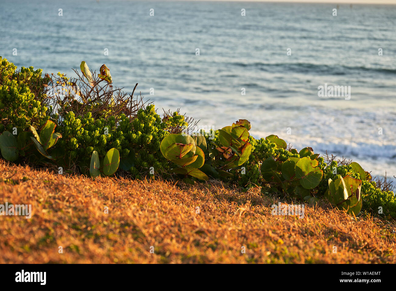 Grass and low bushes on the coast against the ocean. Pacific landscape ...