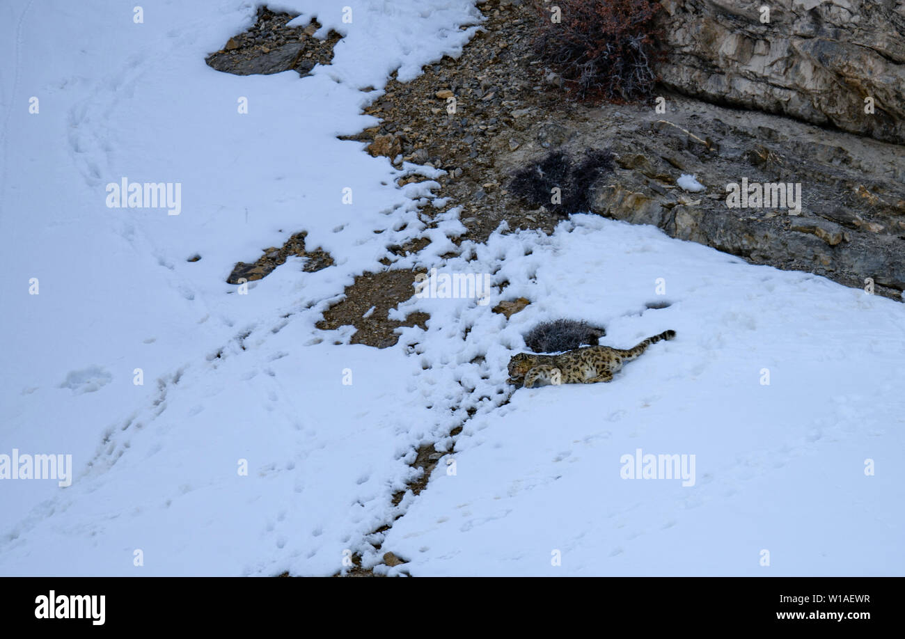 Gray ghost of Himalayas (Snow Leopard), killing and eating an Ibex ...