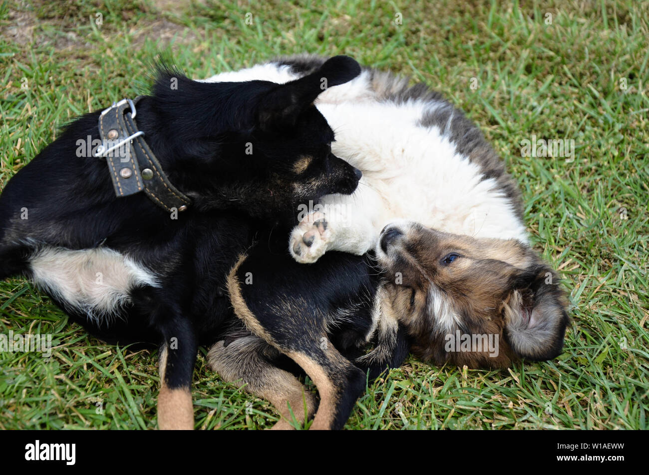 Dog and puppy playing in the summer on the green grass Stock Photo - Alamy
