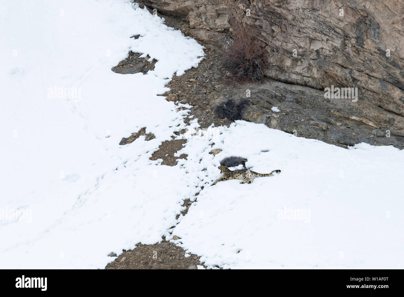 Indian snow leopard tour hi-res stock photography and images - Alamy