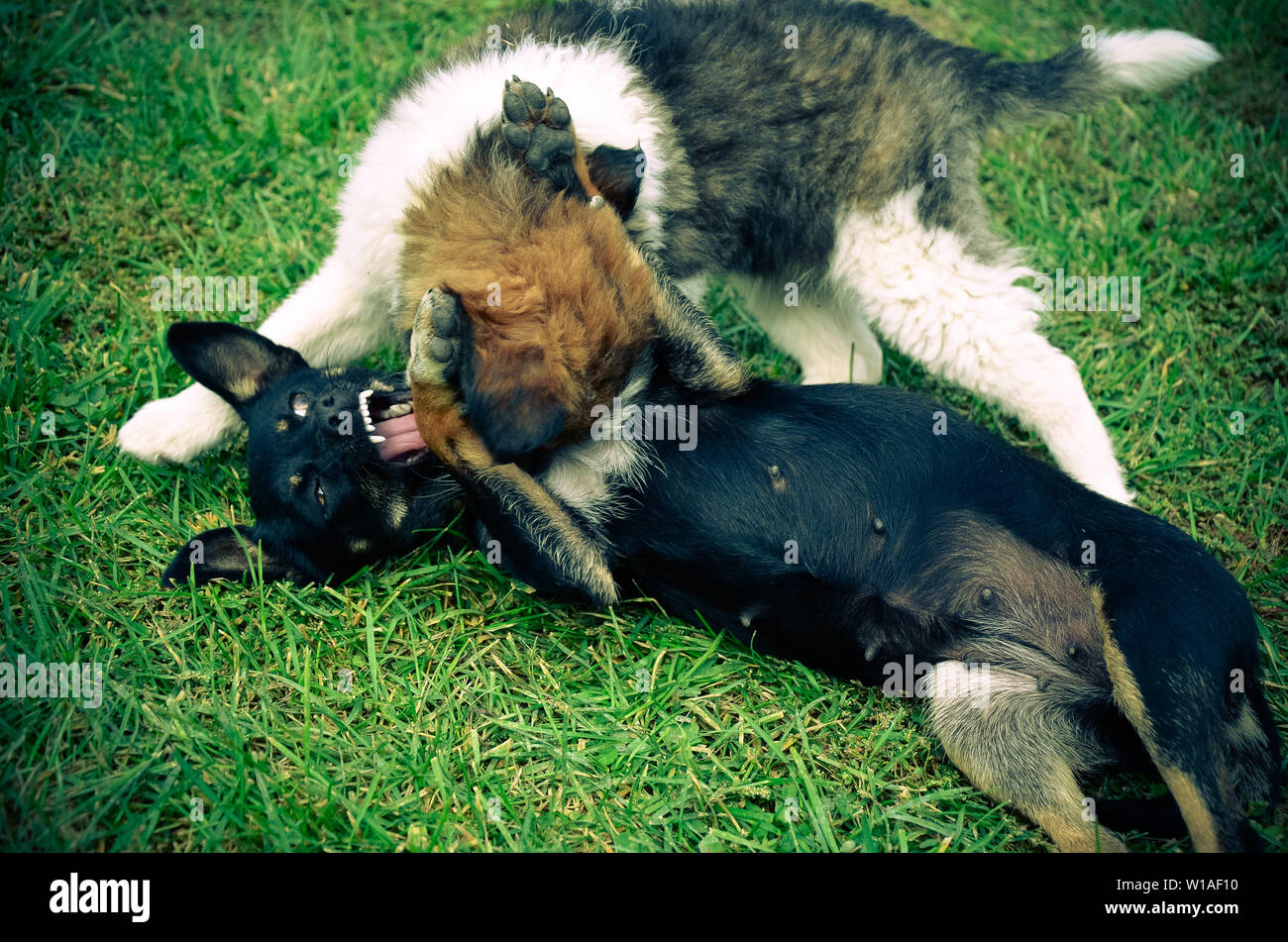 Dog and puppy playing in the summer on the green grass Stock Photo - Alamy