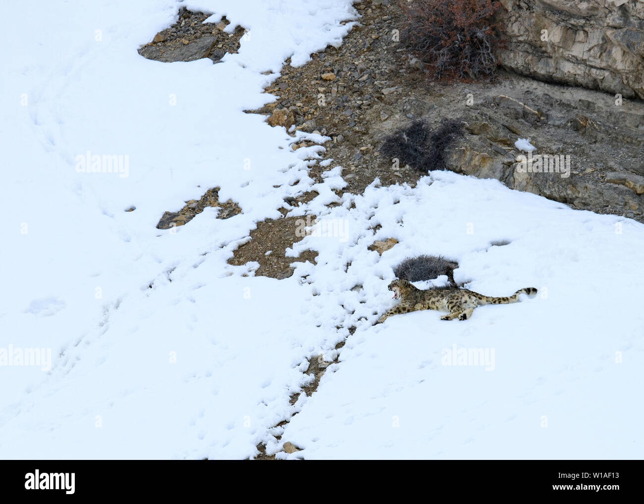 Gray ghost of Himalayas (Snow Leopard), killing and eating an Ibex ...