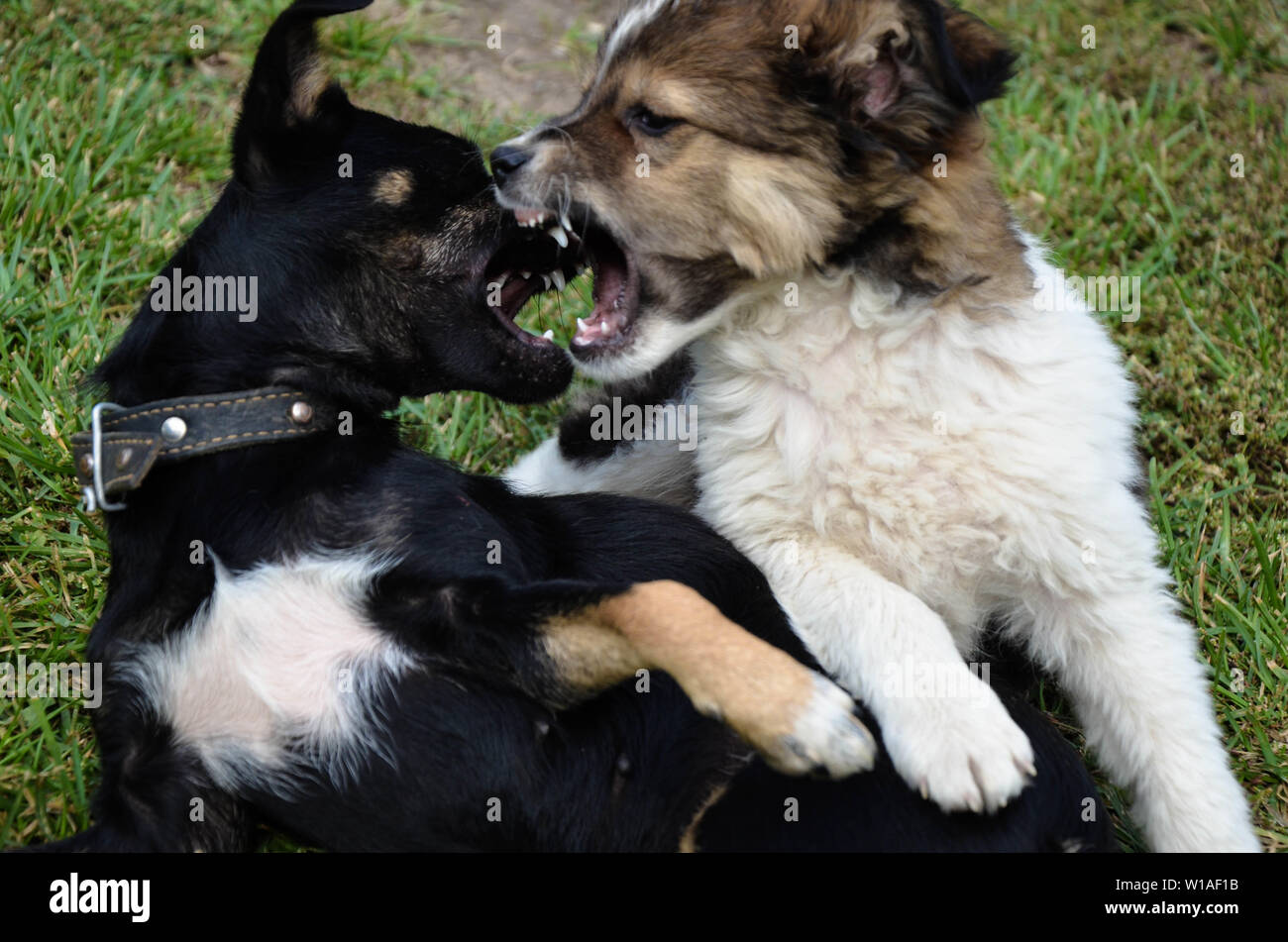 Dog and puppy playing in the summer on the green grass Stock Photo - Alamy