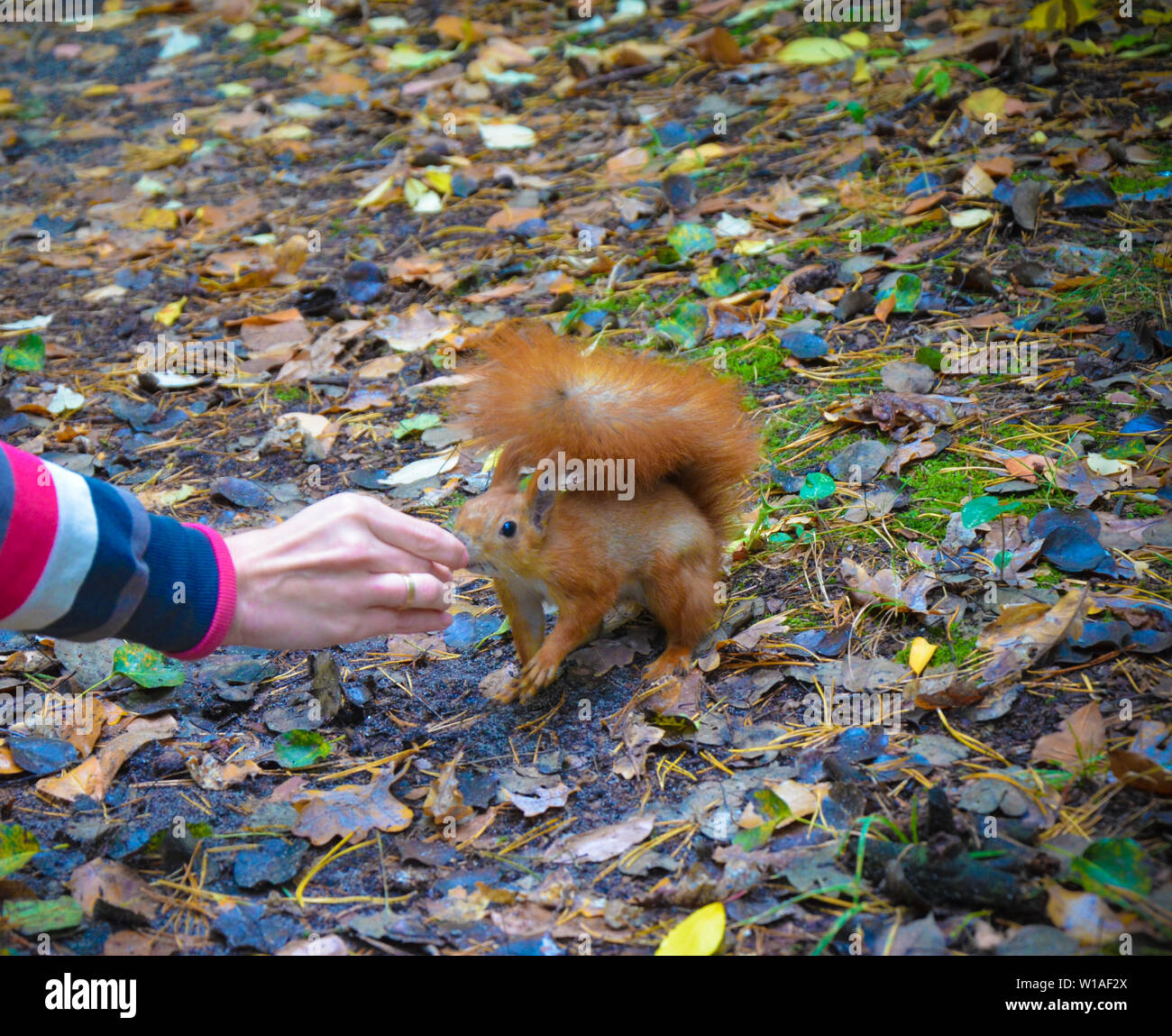 Squirrel eating from human hands hi-res stock photography and images ...