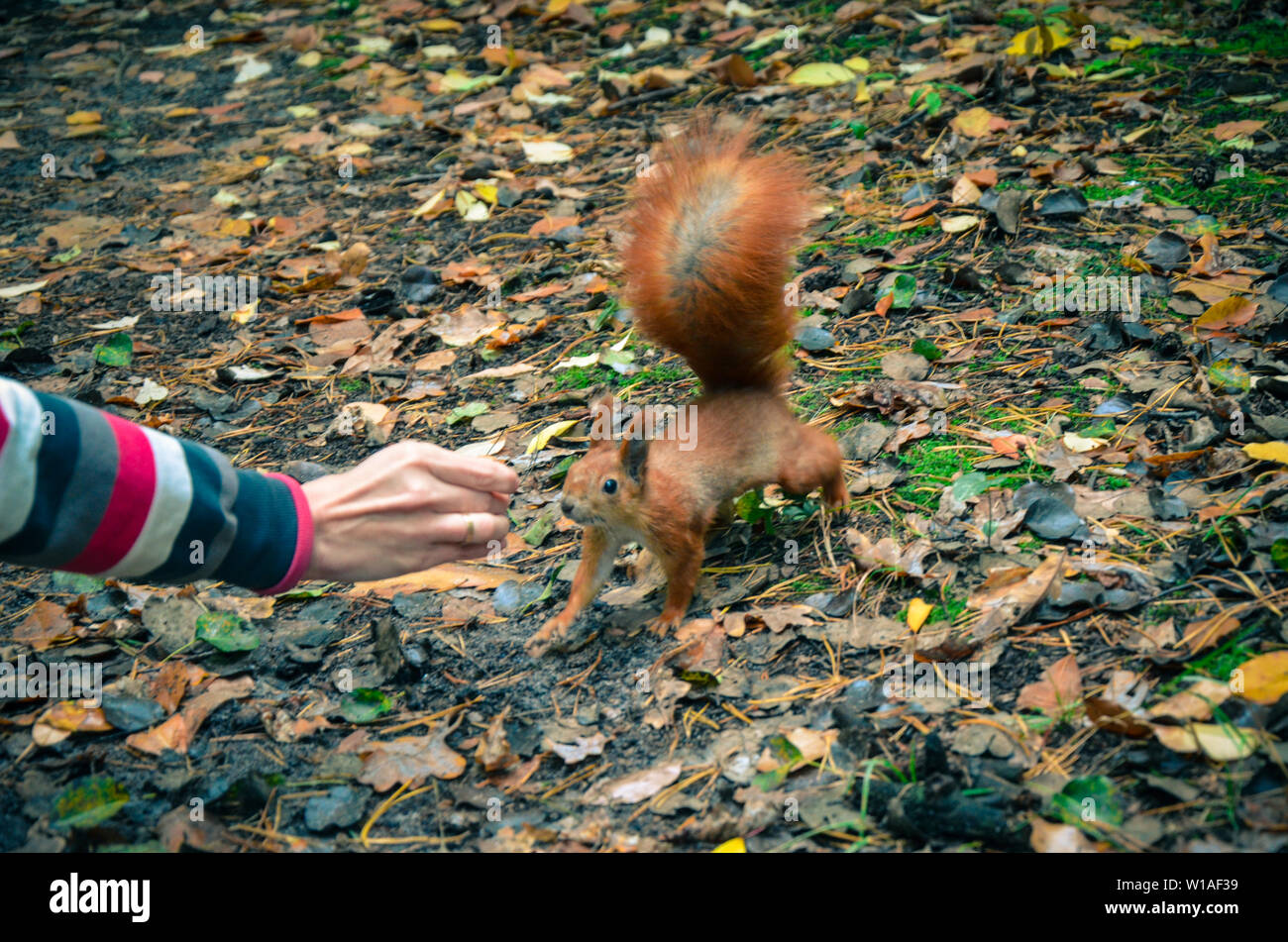 Squirrel eating from human hands hi-res stock photography and images ...