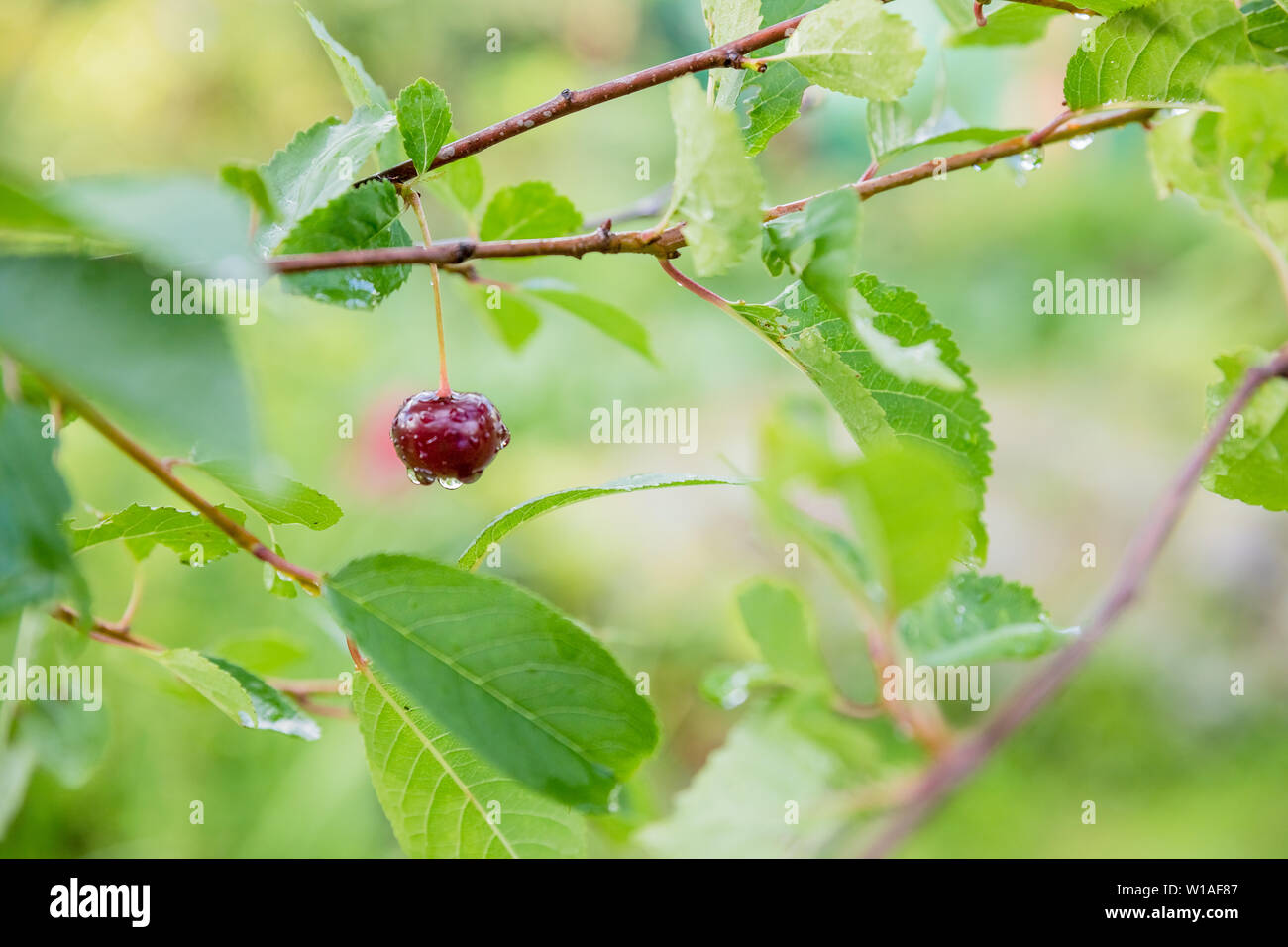 Hanging Cherry Tree High Resolution Stock Photography and Images - Alamy
