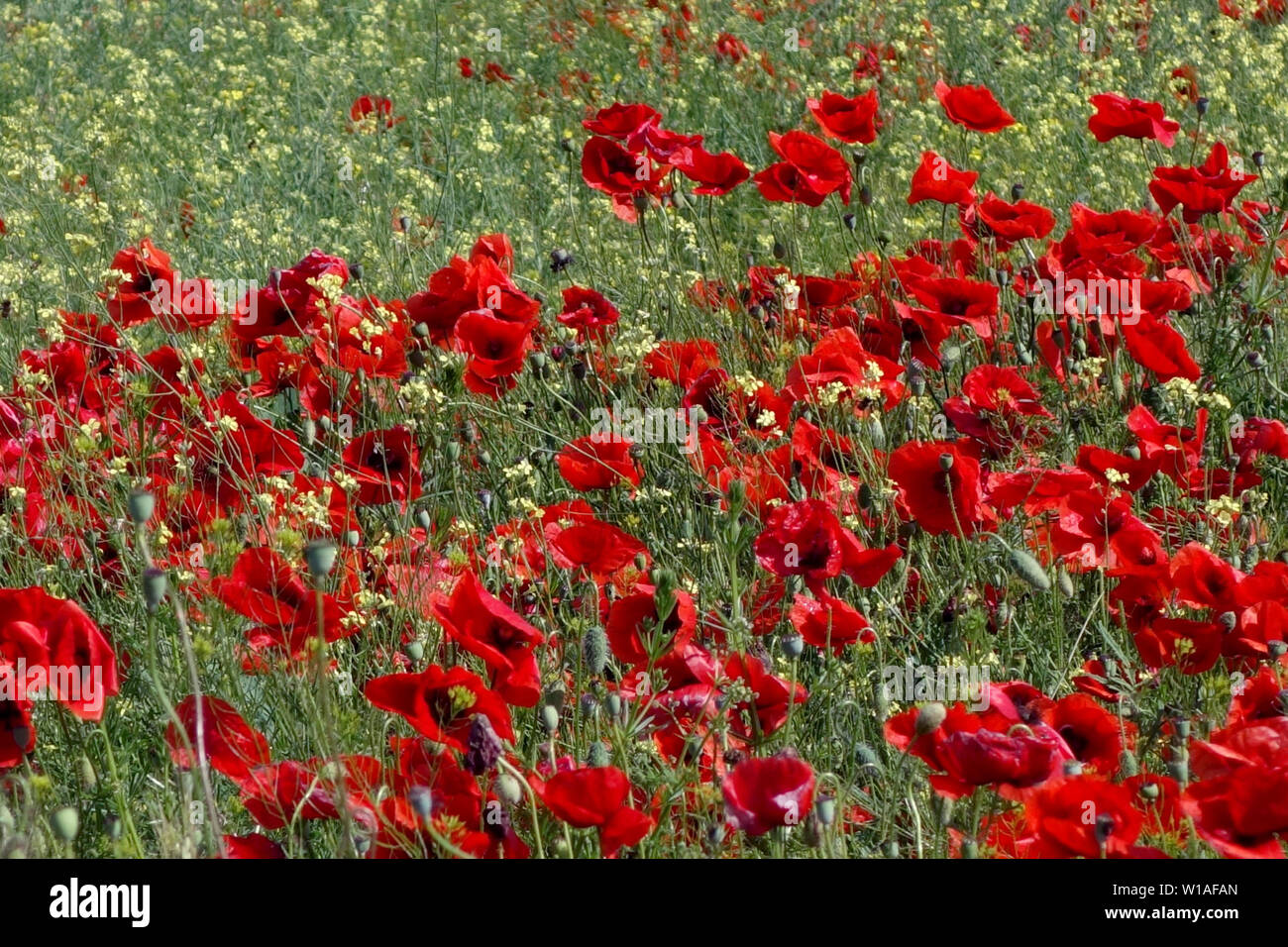 These poppies the unmistakable guardians of the Roman Plain Stock Photo ...