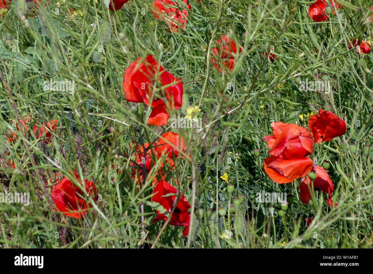 These poppies the unmistakable guardians of the Roman Plain Stock Photo ...