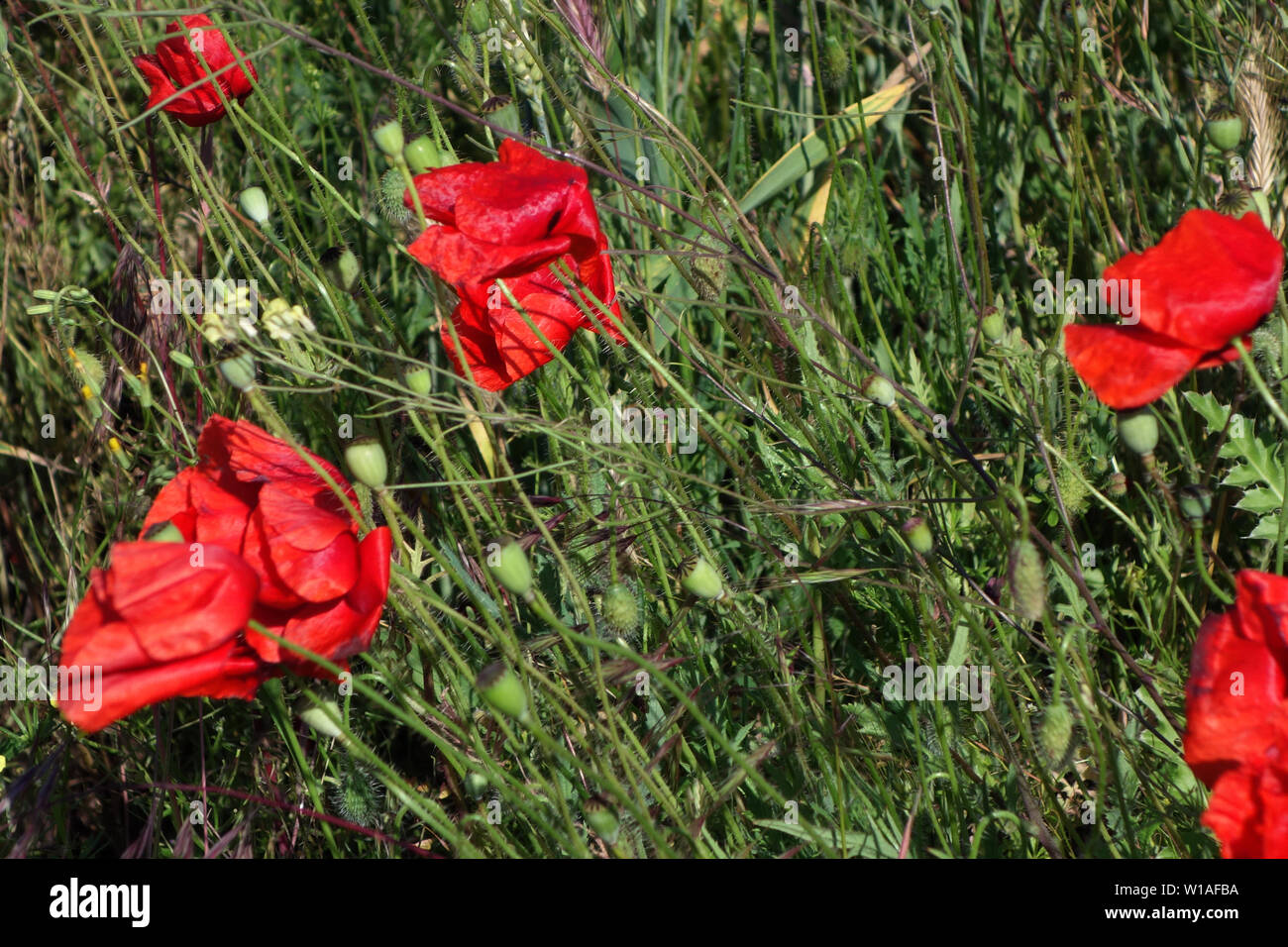 Roman Plain High Resolution Stock Photography and Images - Alamy