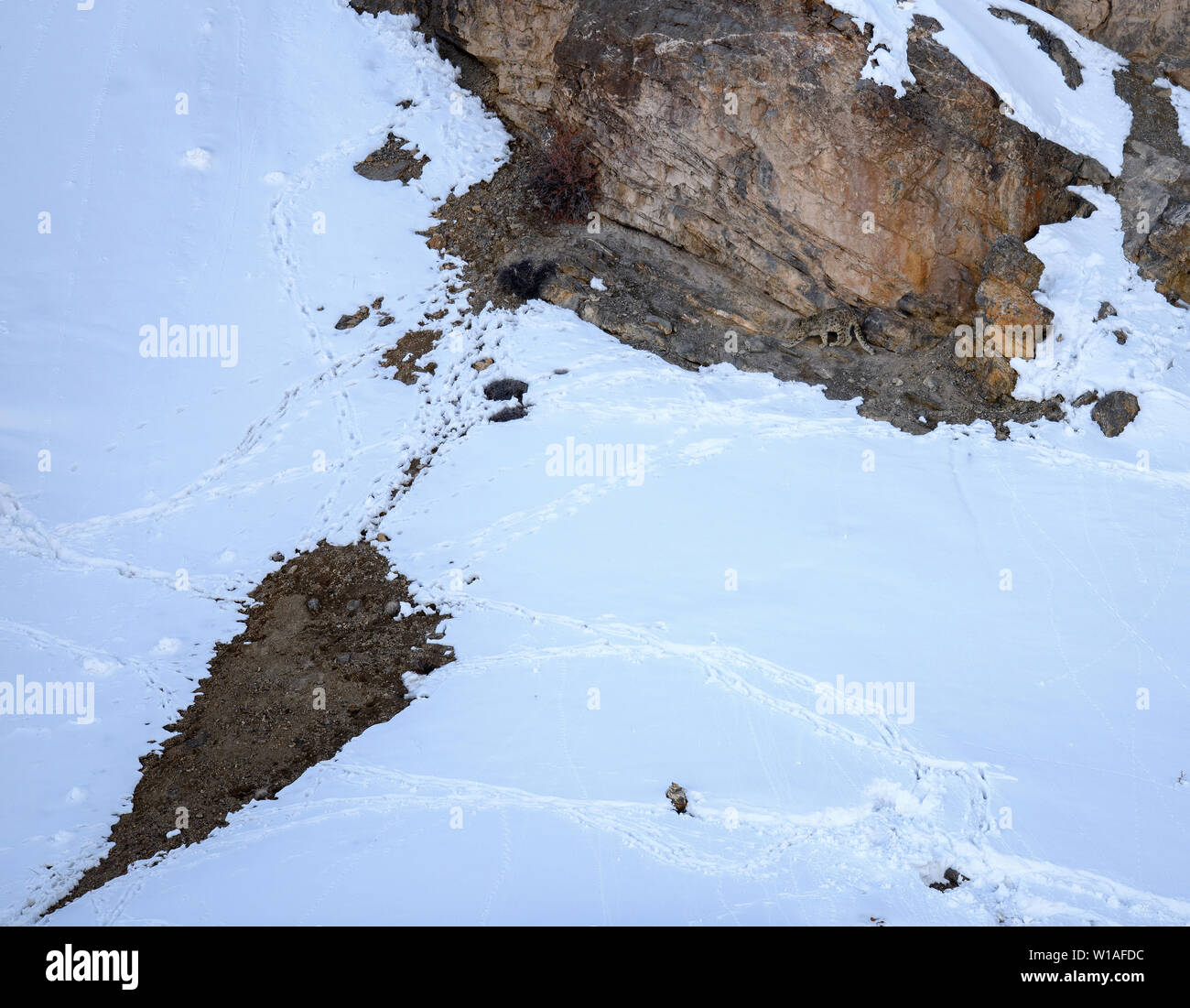 Indian snow leopard tour hi-res stock photography and images - Alamy