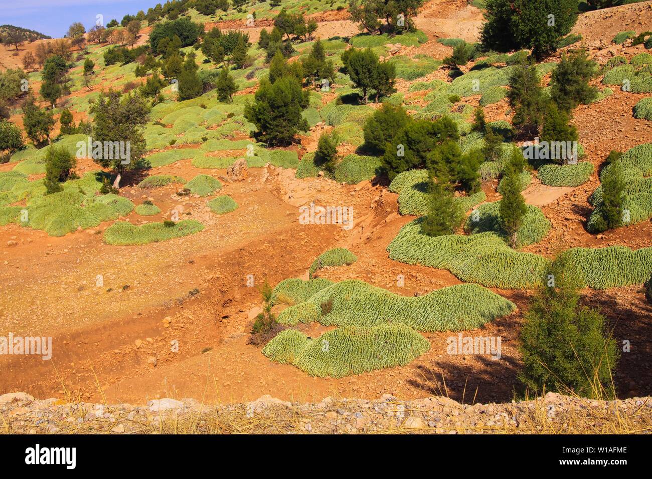 Conifer trees and green moss on red dry ground against blue sky ...