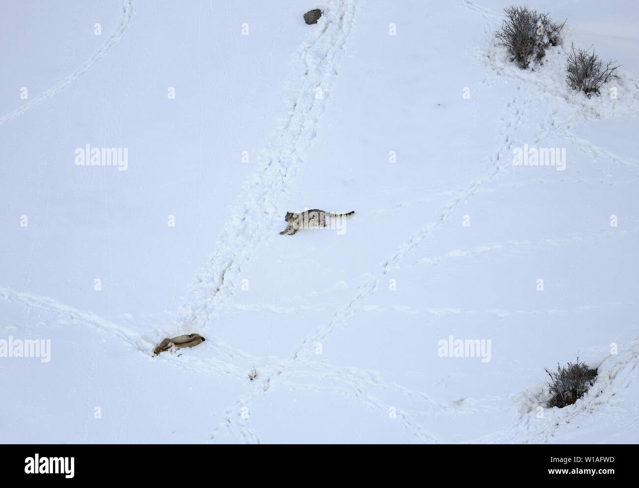 Gray ghost of Himalayas (Snow Leopard), killing and eating an Ibex ...