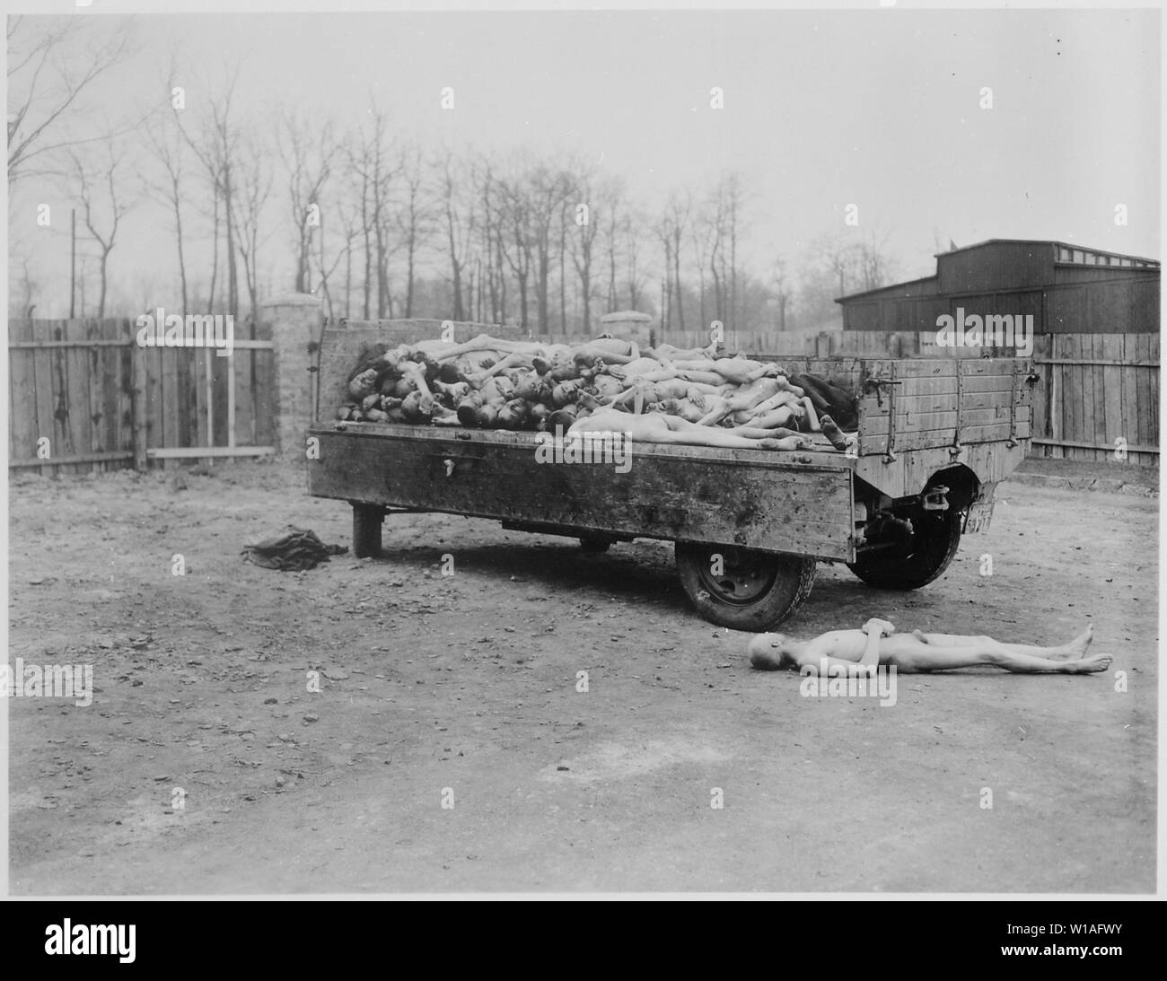 A truck load of bodies of prisoners of the Nazis, in the Buchenwald ...
