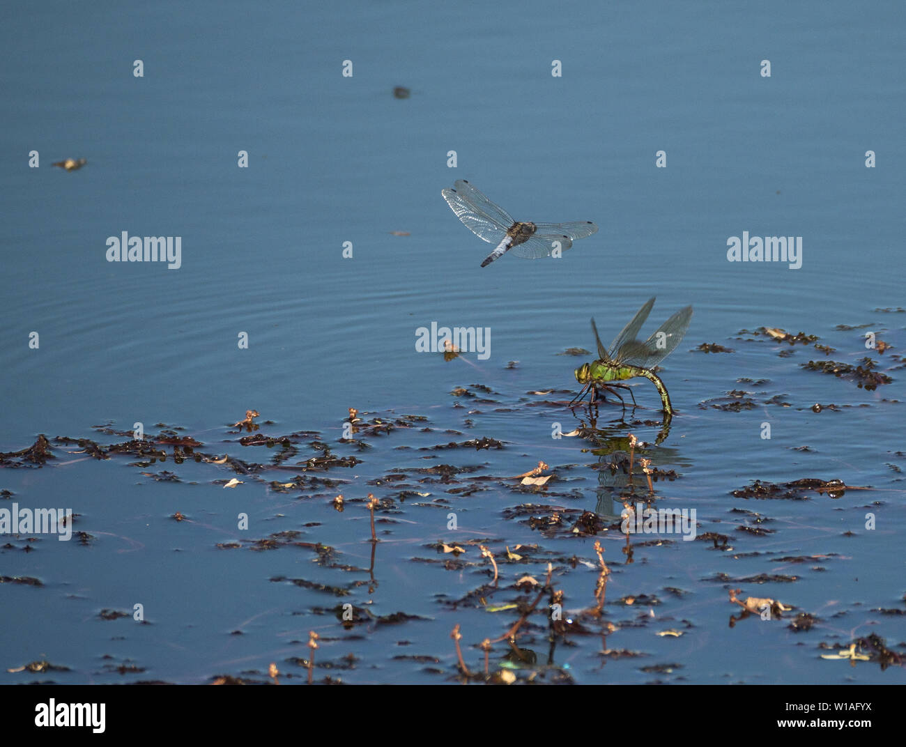 Club tailed dragonfly laying eggs, with broad bodied chaser Stock Photo ...