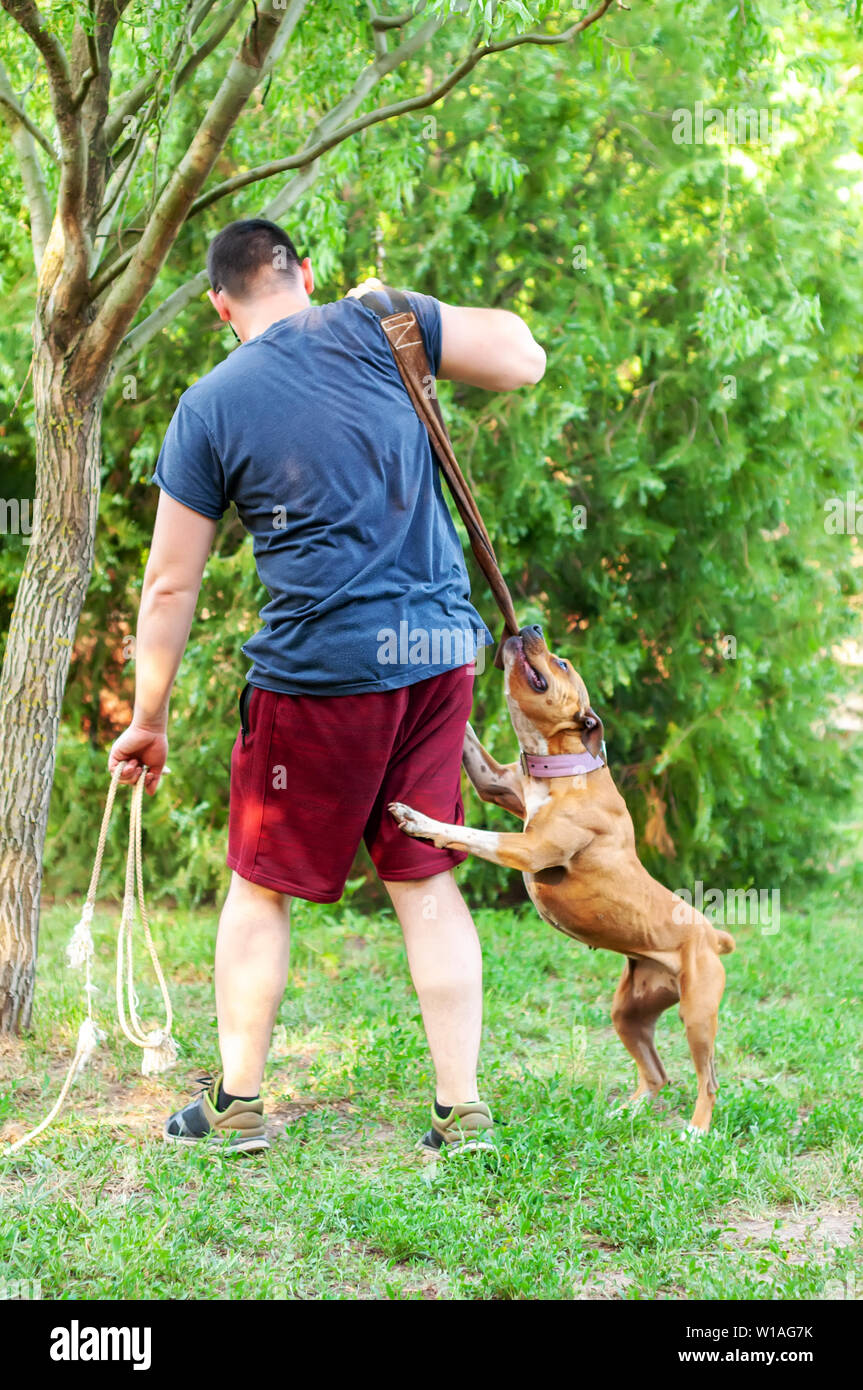 Pit bull terrier pulling hi-res stock photography and images - Alamy